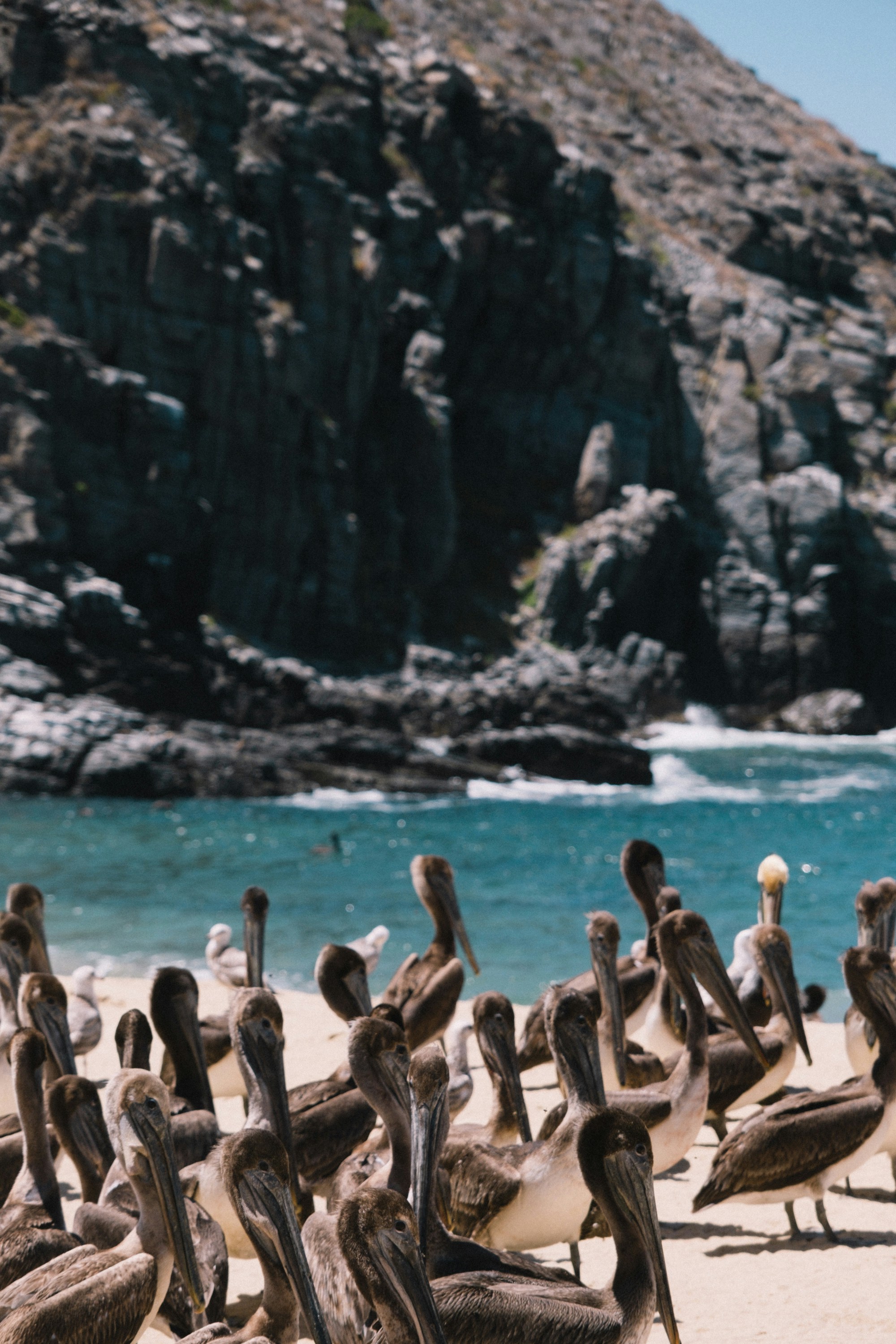Pelicans at the Shore: A Crowd by the Quiet Sea