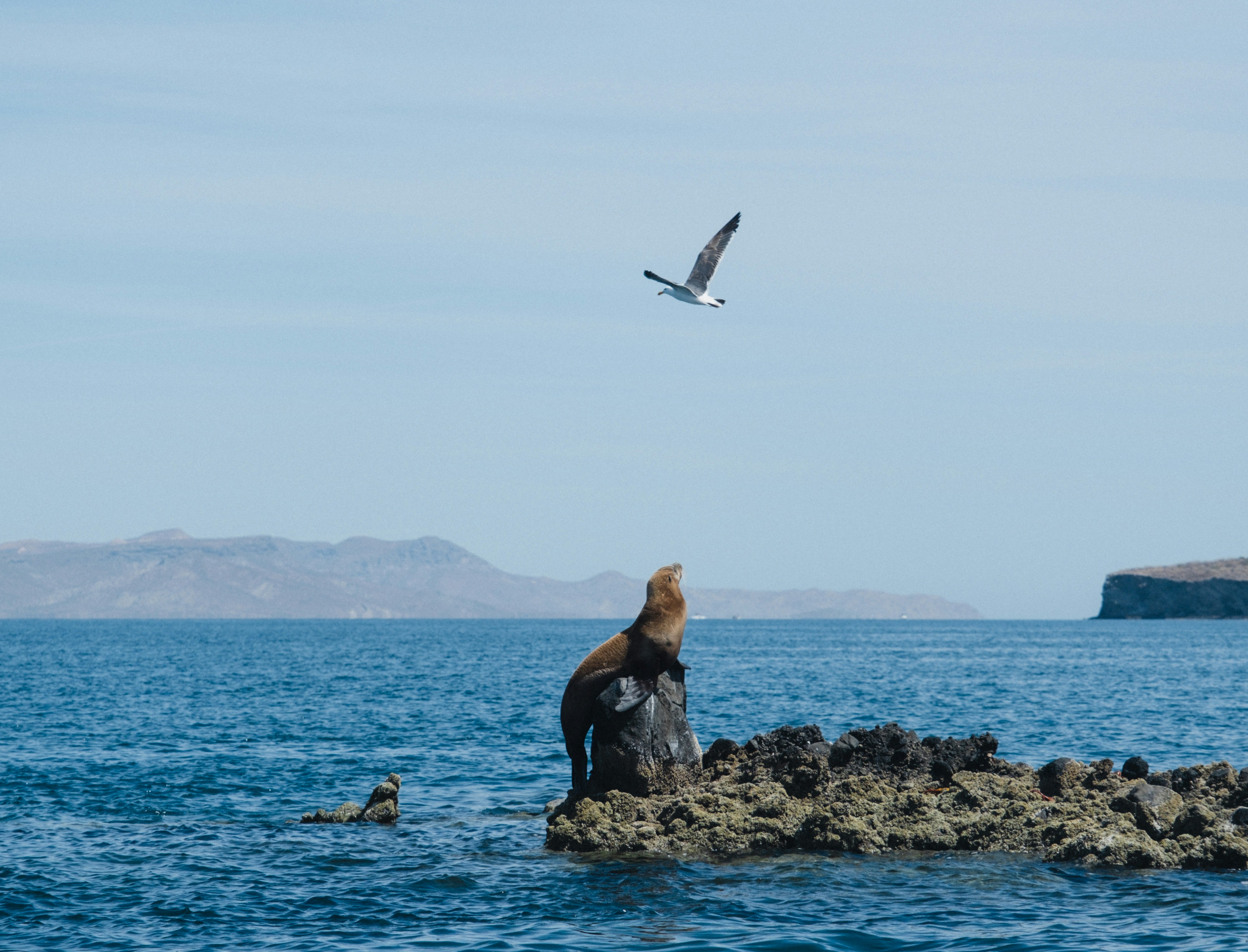 A sea lion perched on a rocky outcrop gazes upward as a seabird soars overhead, set against a tranquil ocean backdrop.