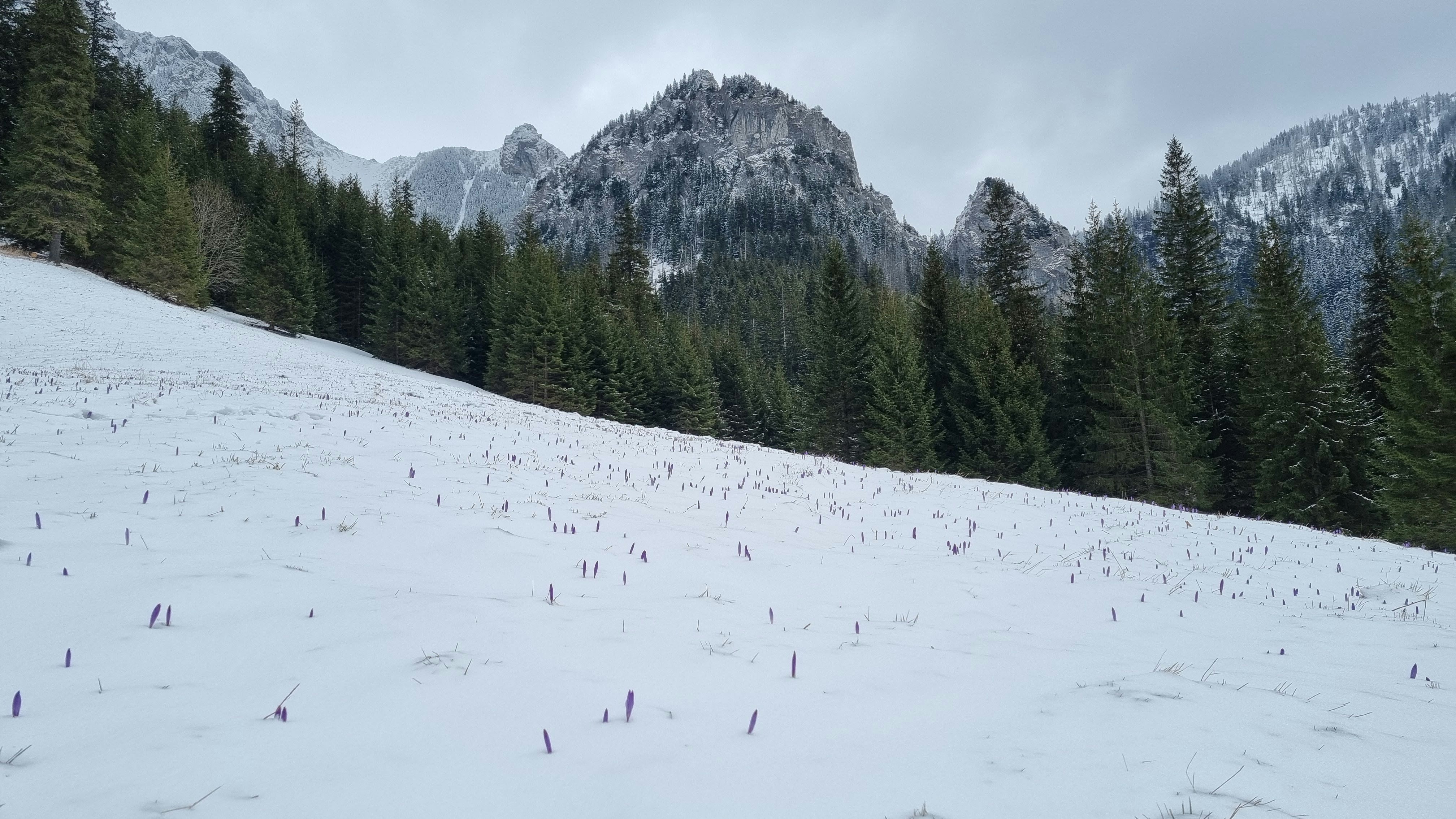 Spring flowers emerging from the snow in Kościeliska Valley, Tatra Mountains, Poland