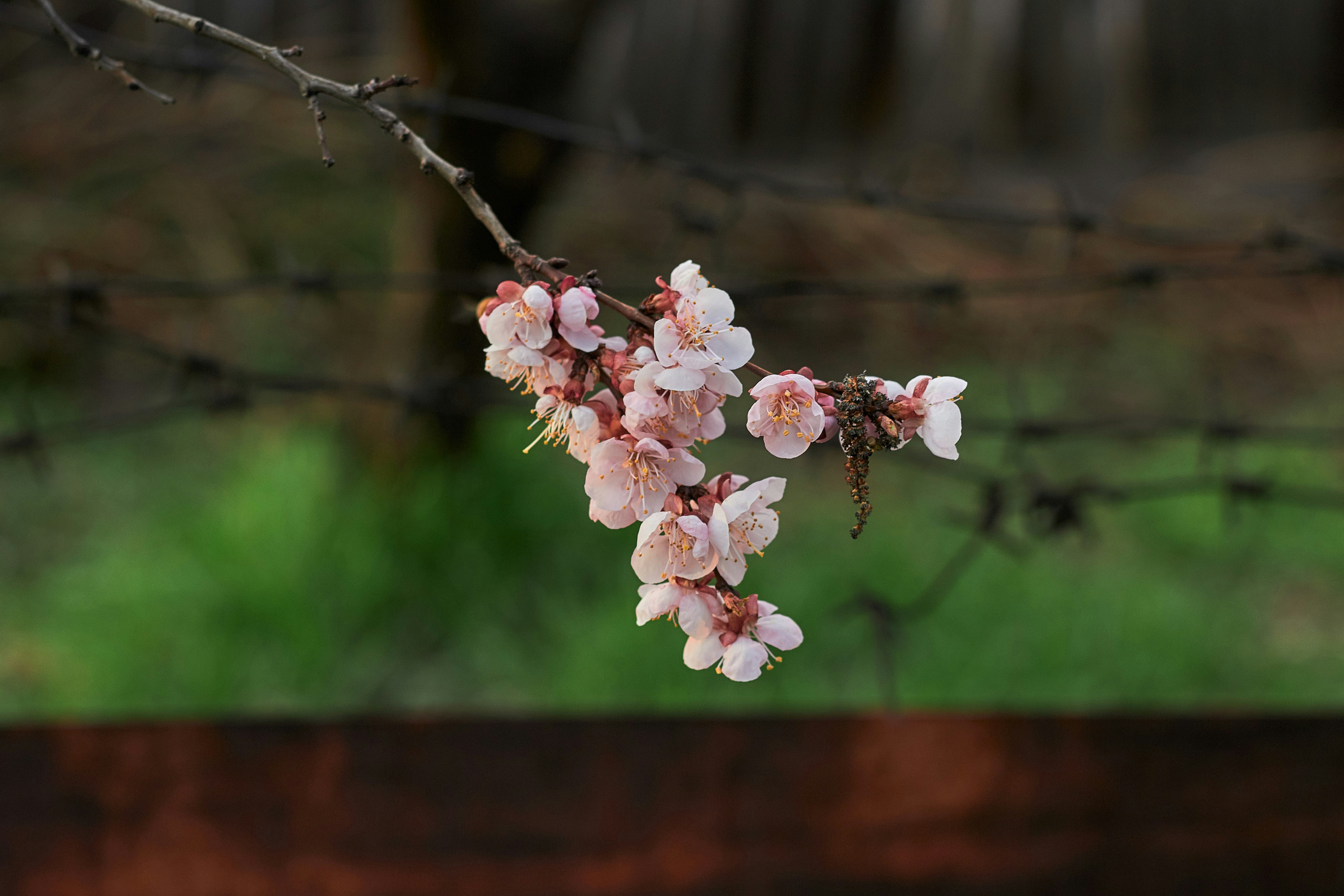 Whispering Pink Blooms: A Delicate Branch in Soft Focus