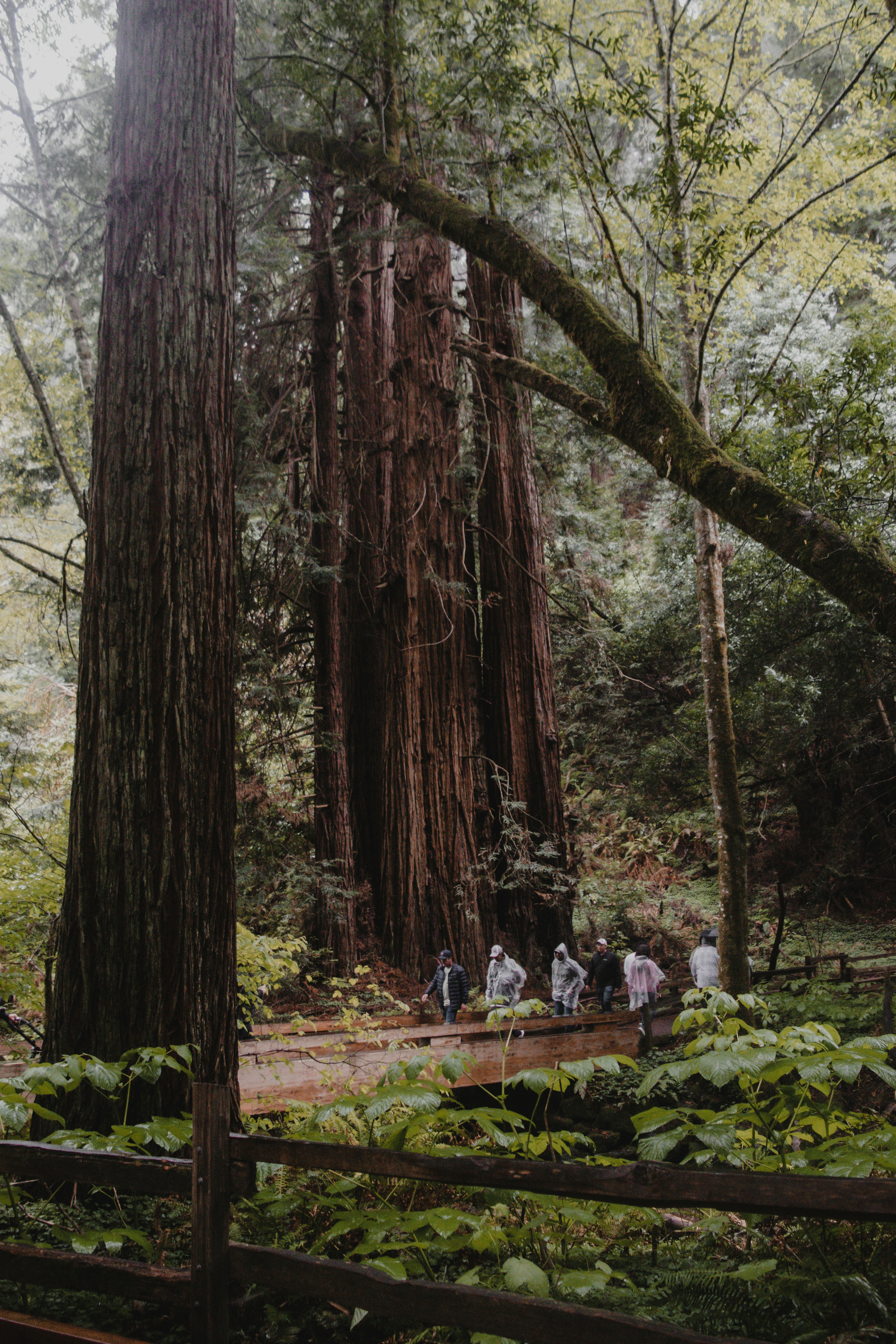 A group of people standing in a forest photo – Free Water Image on Unsplash