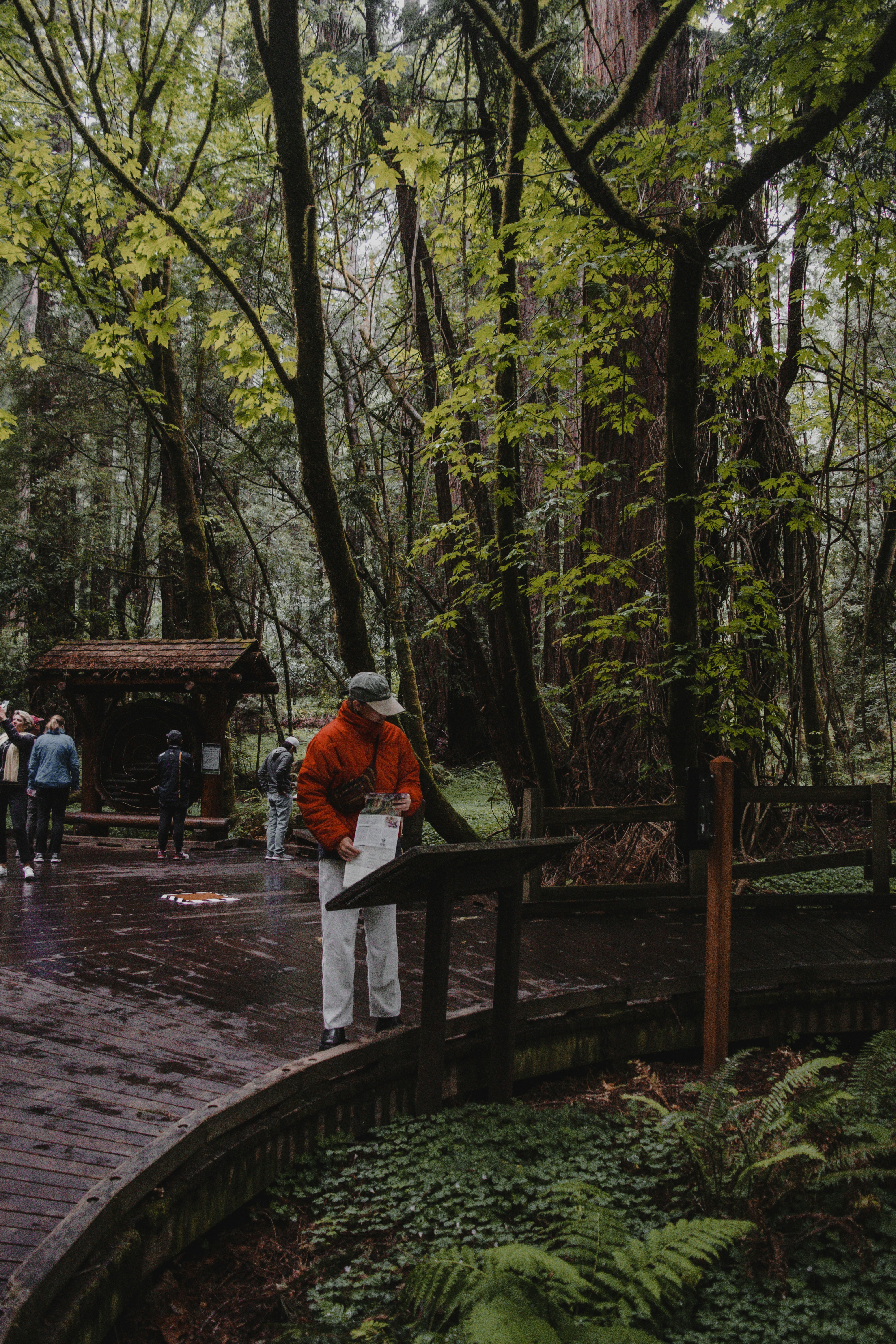 Orange Jacket on the Forest Boardwalk: A Quiet Pause in the Cedar Grove