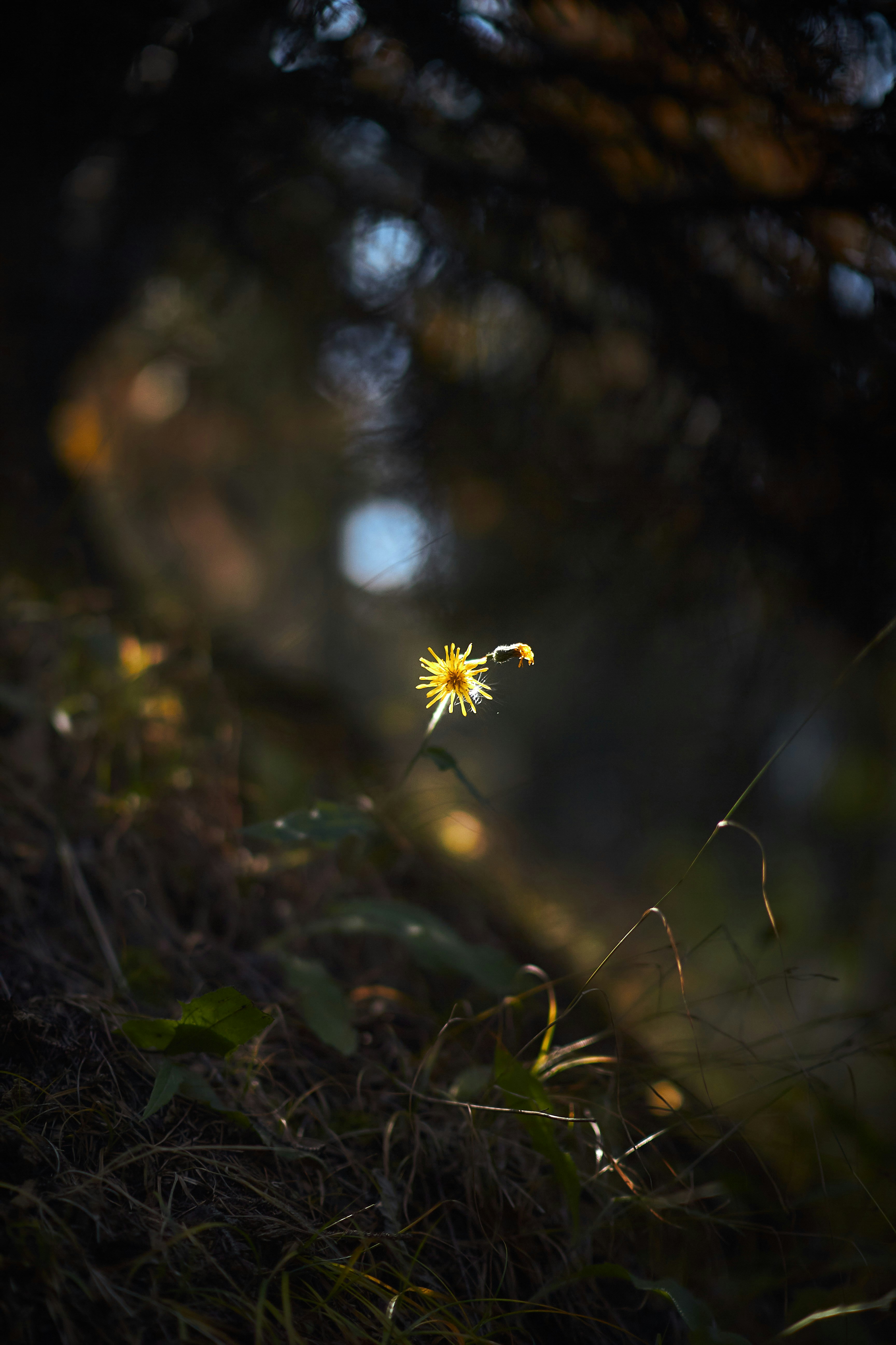 Solitary Sunlit Blossom in a Shadowed Forest