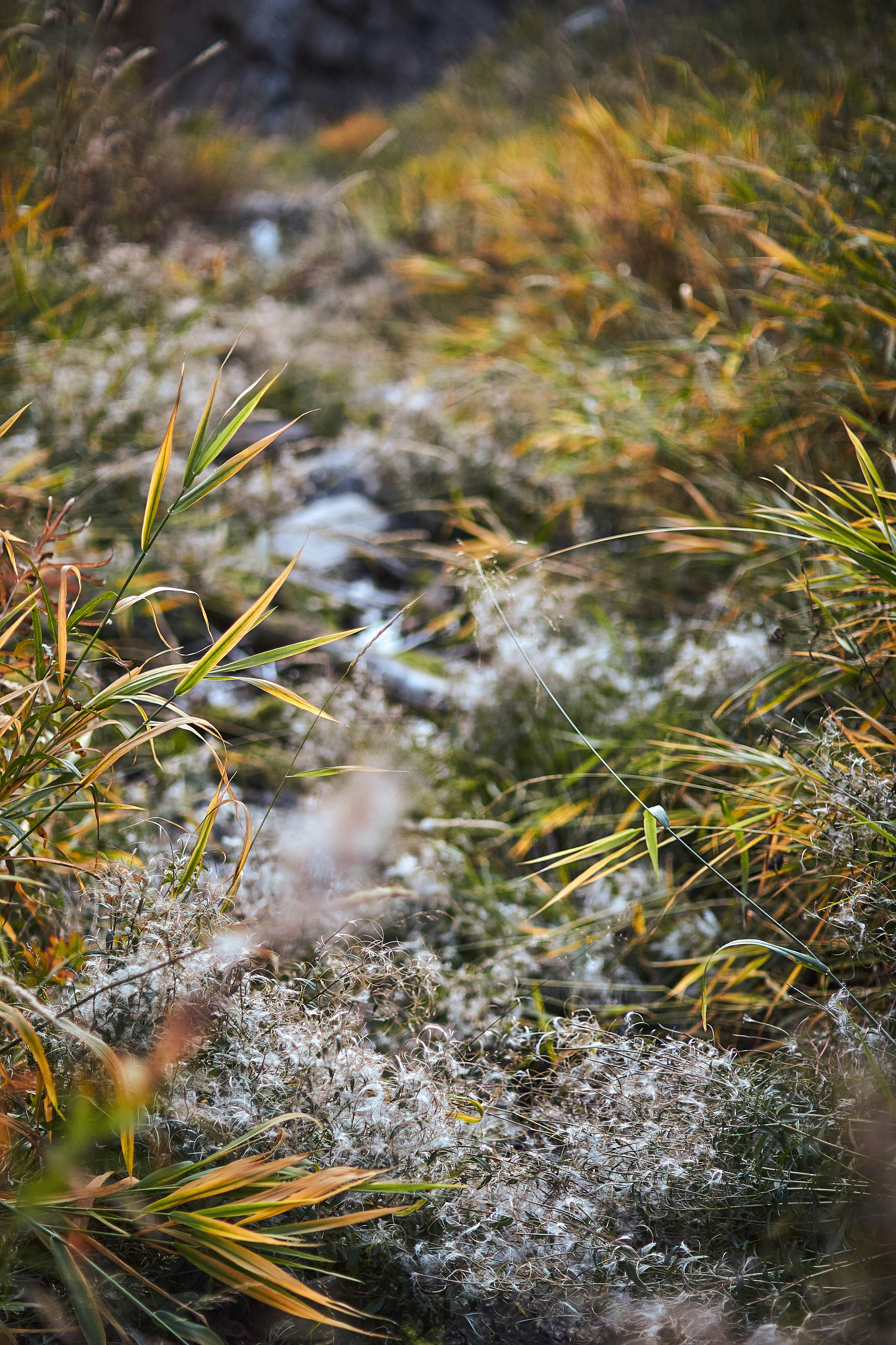 Amber Threads in a Frosted Grassland