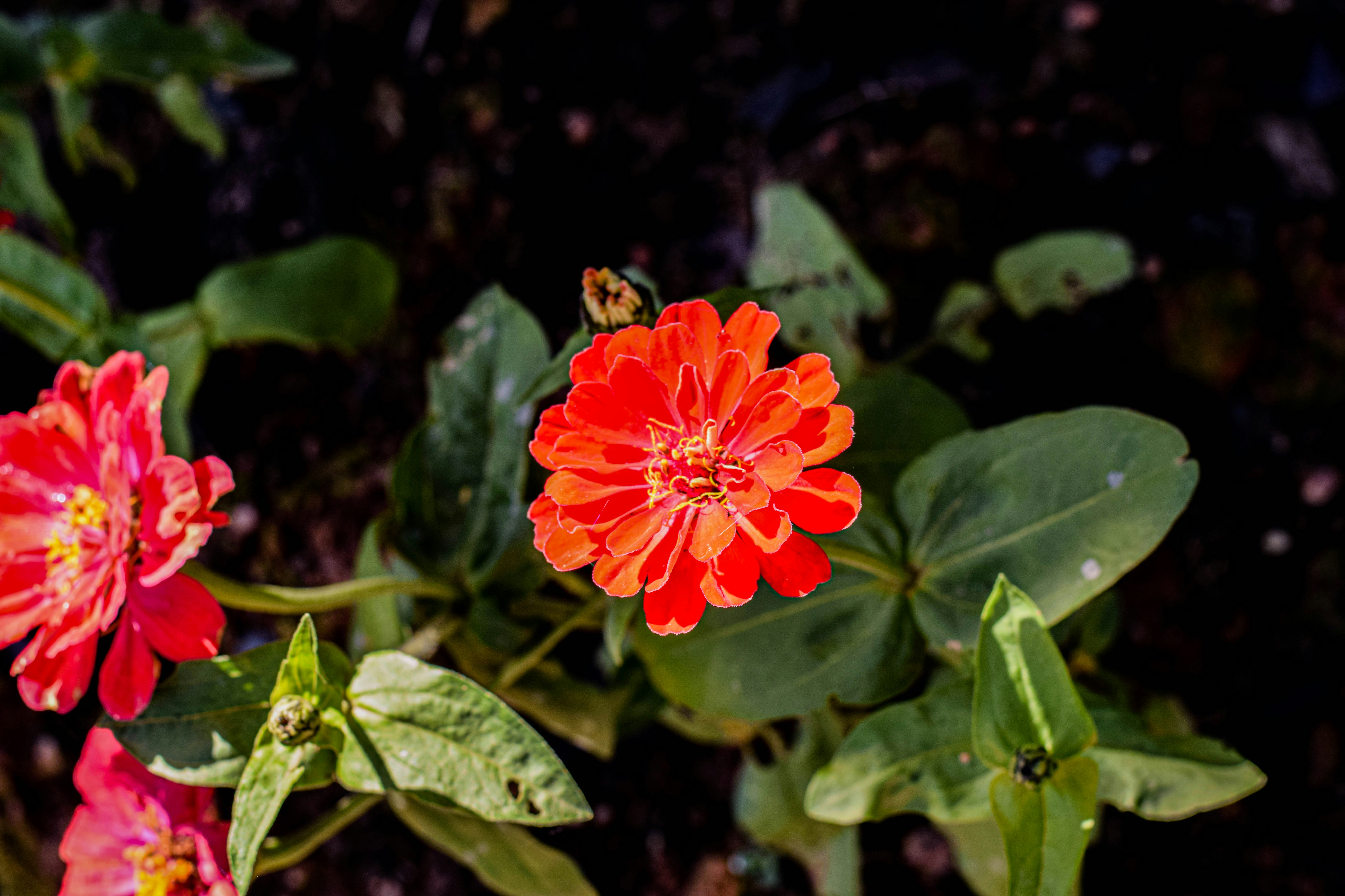 Vivid Orange Zinnia Centerstage in a Sunlit Bed