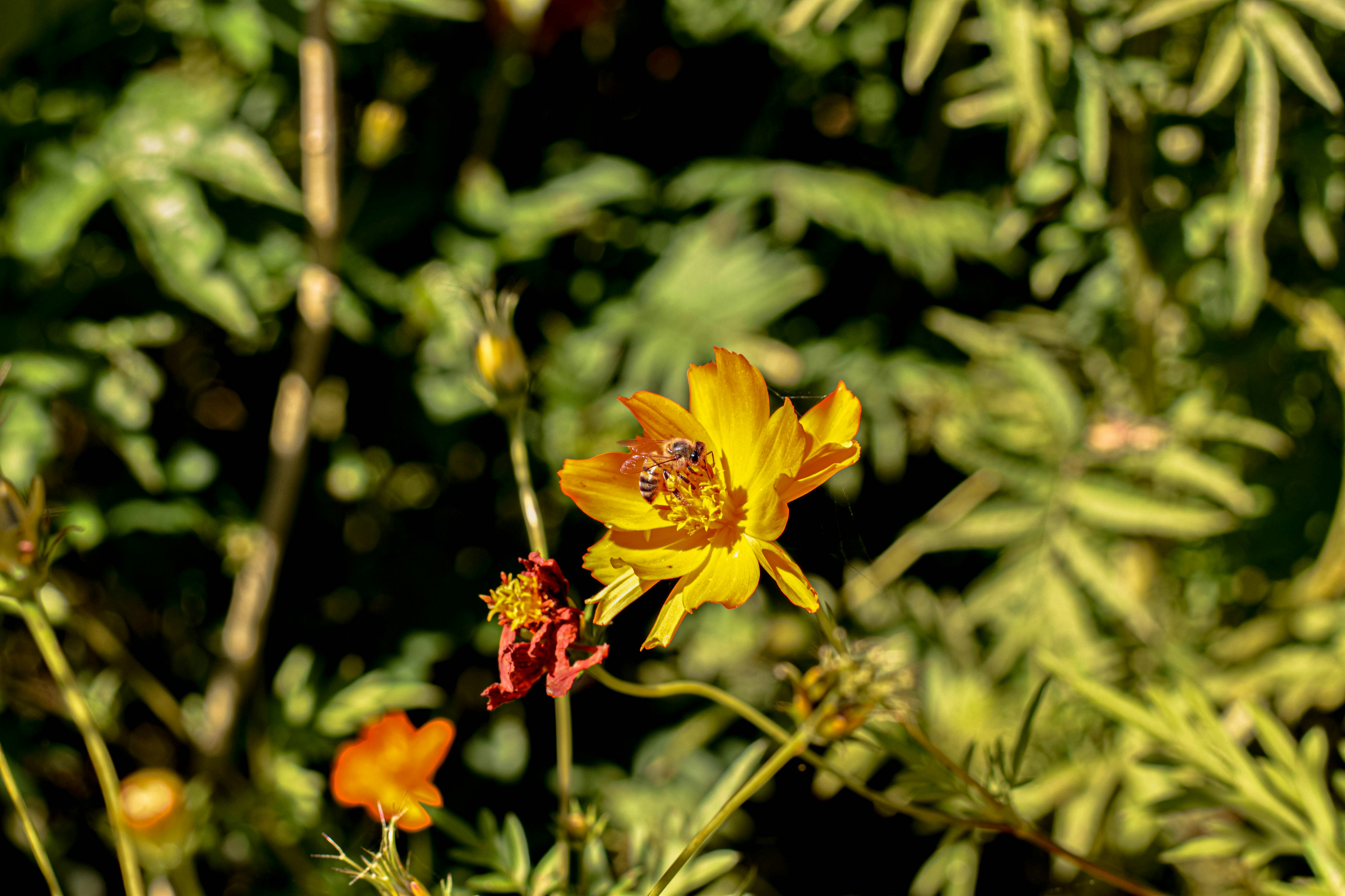 a butterfly on a flower