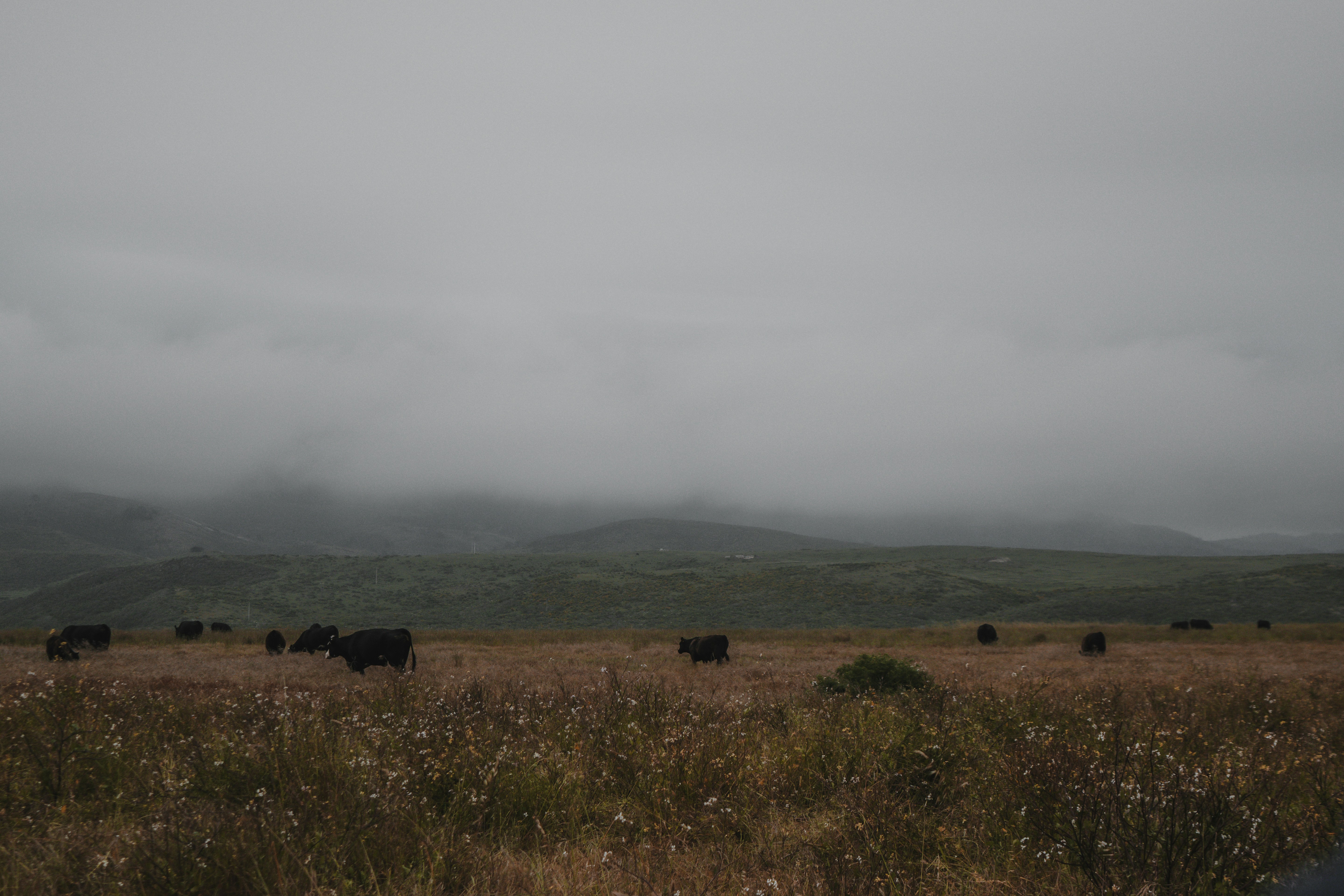 A group of animals stand in a grassy field photo – Free Nature Image on ...