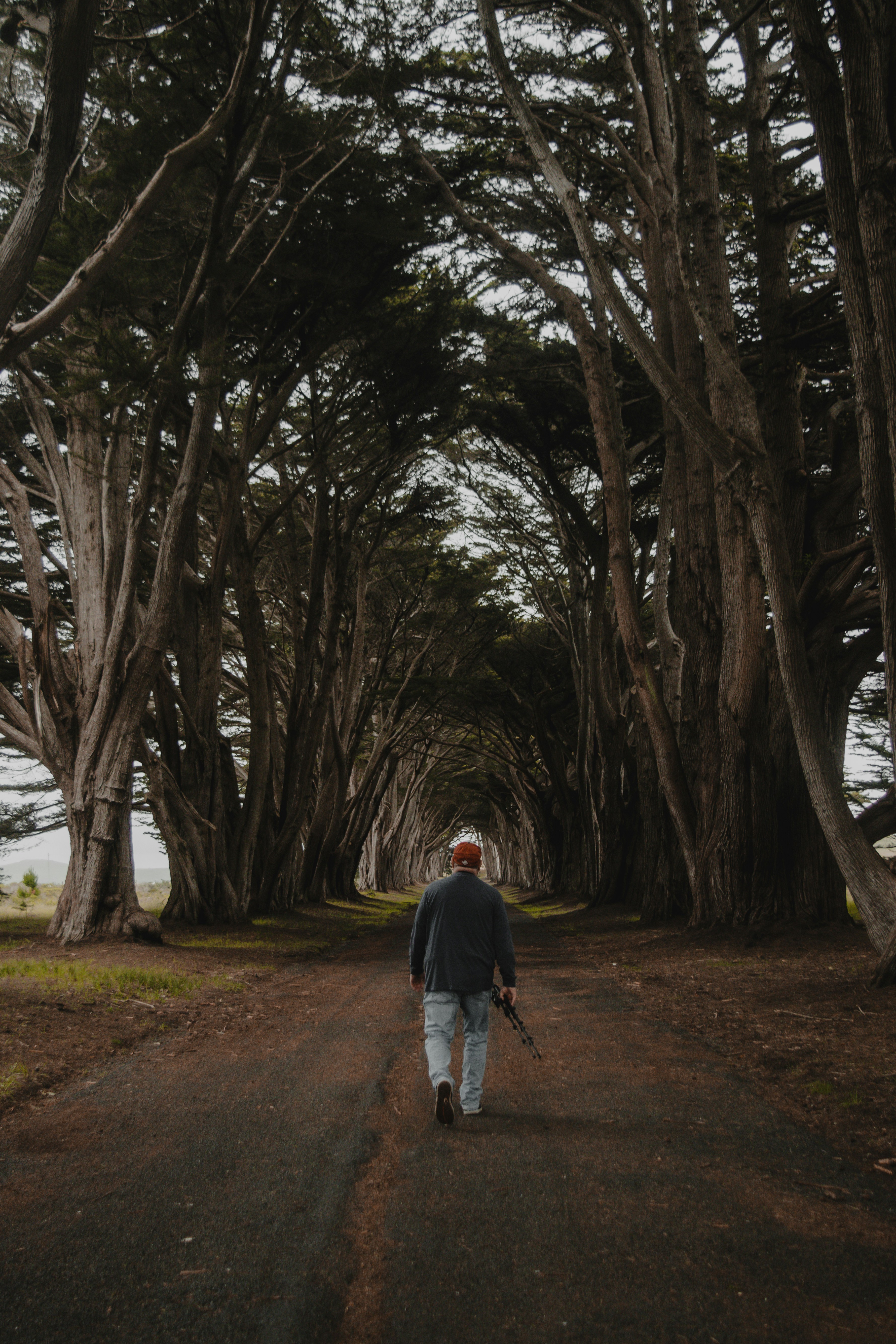A solitary figure walks down a tree-lined path, surrounded by towering trunks and dappled light filtering through the leaves.
