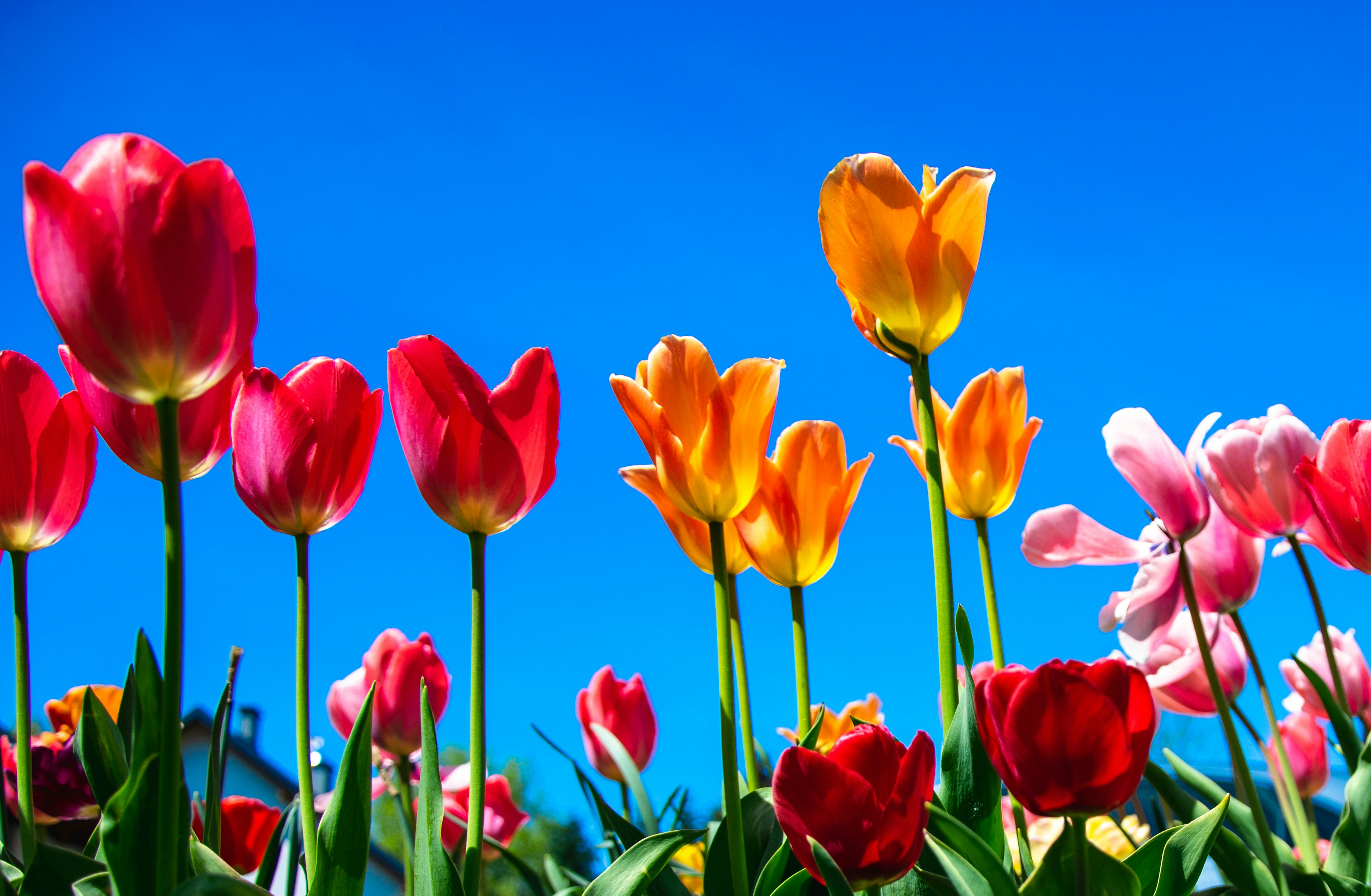 A group of flowers photo – Free Sky background Image on Unsplash