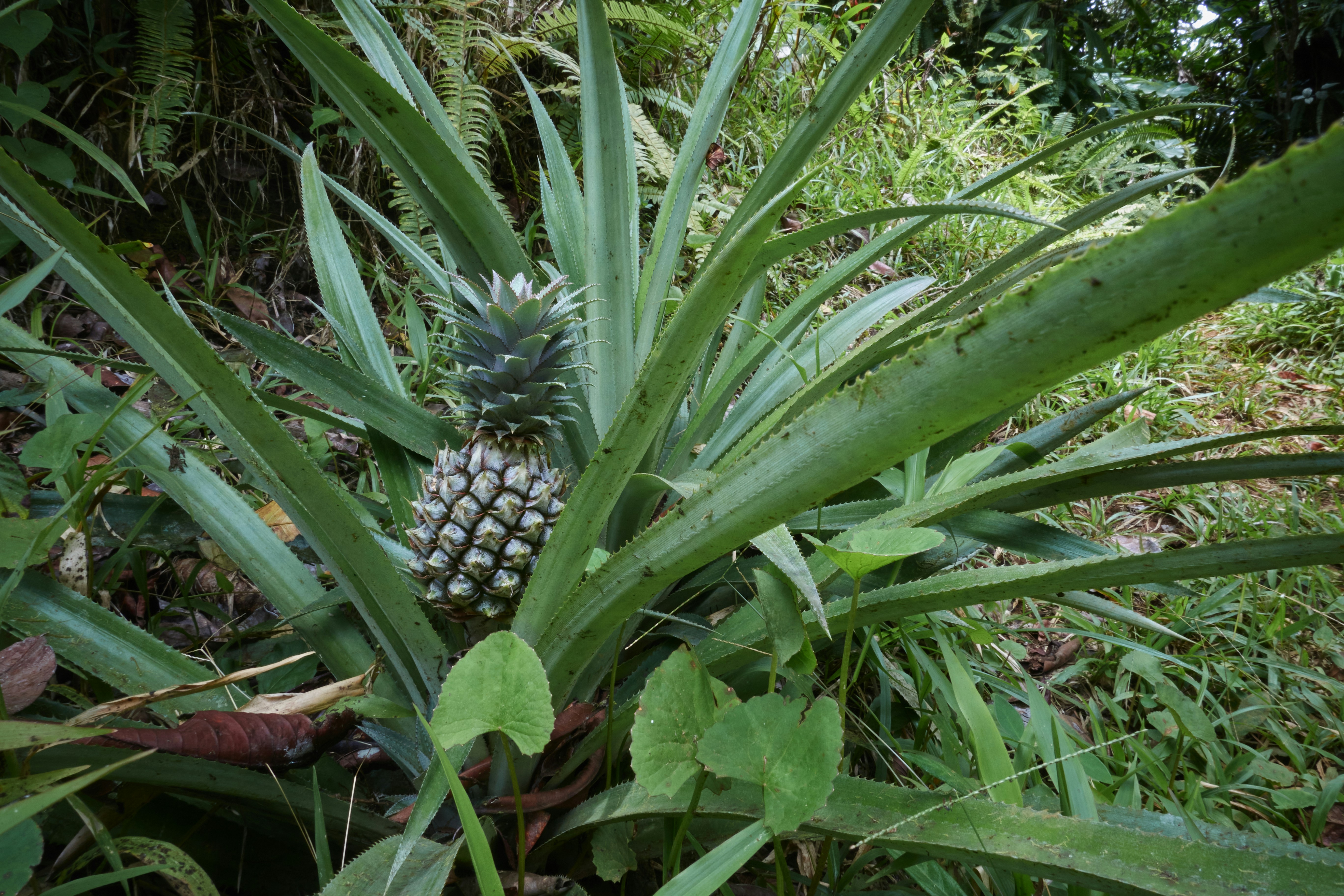 Verdant Pineapple Oasis