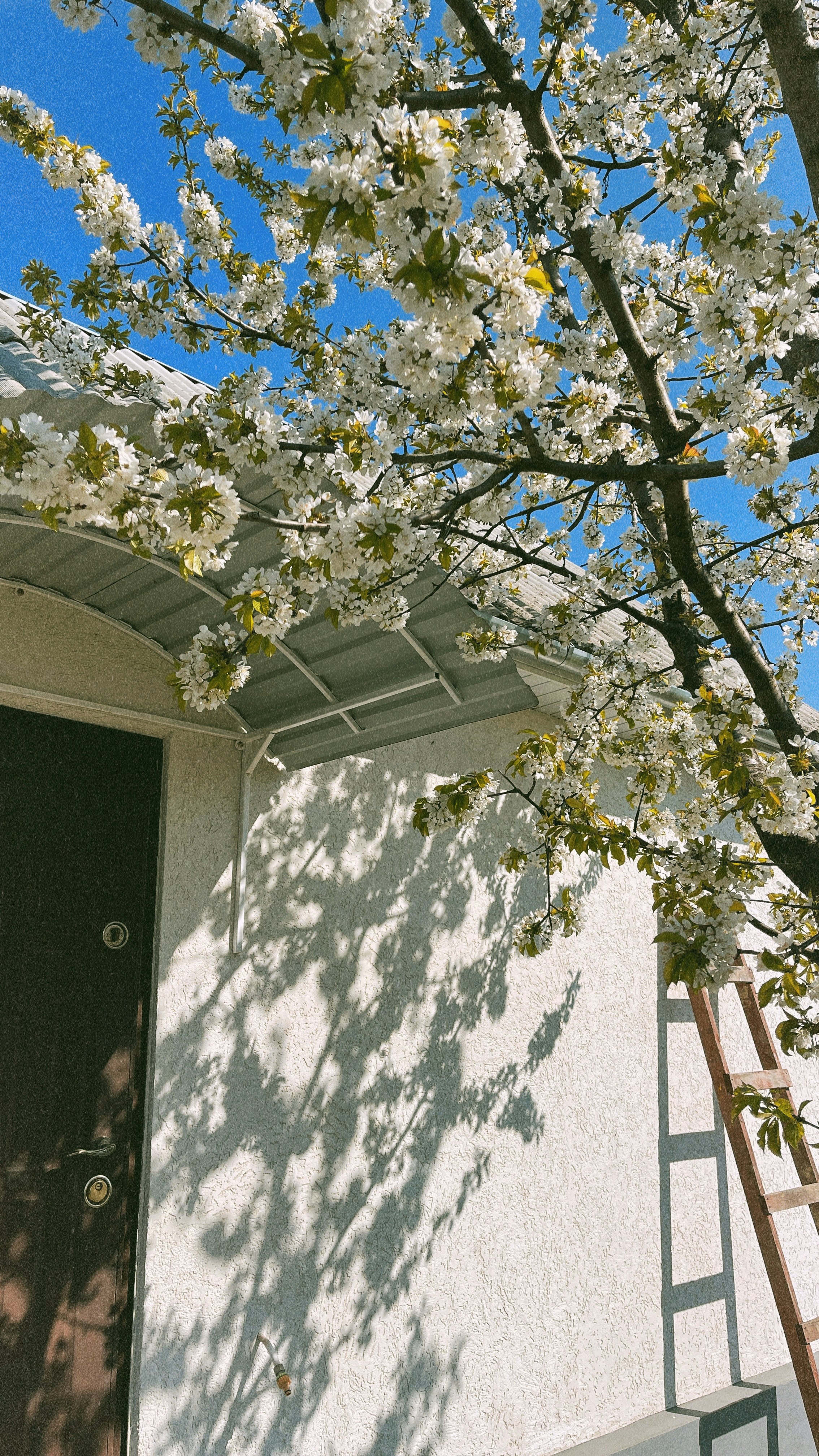 Delicate white flowers cascade over a textured wall, framing a wooden door under a bright blue sky.