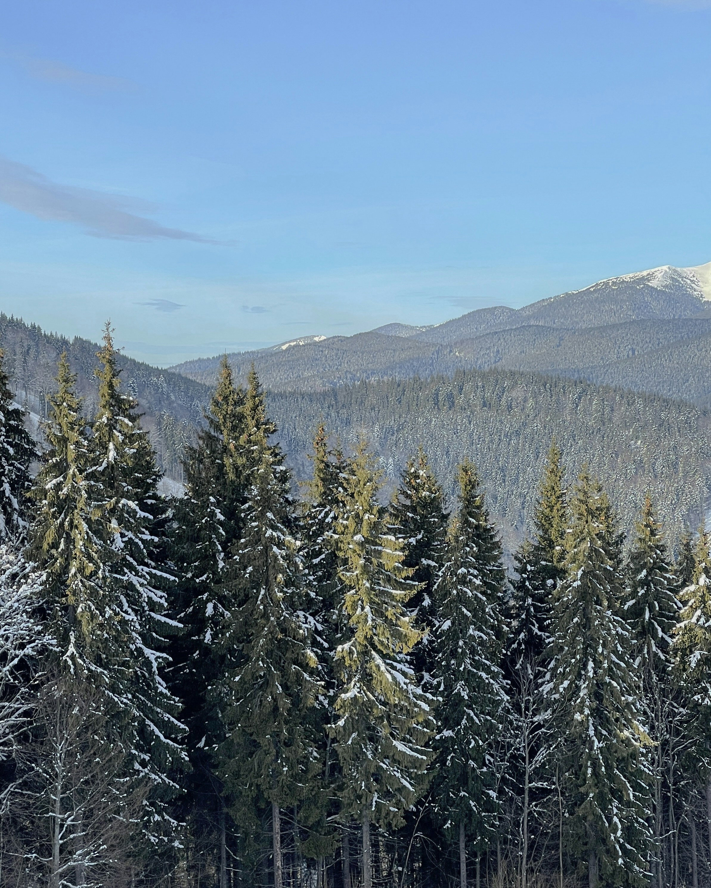 A group of trees in a snowy area photo – Free Forest Image on Unsplash