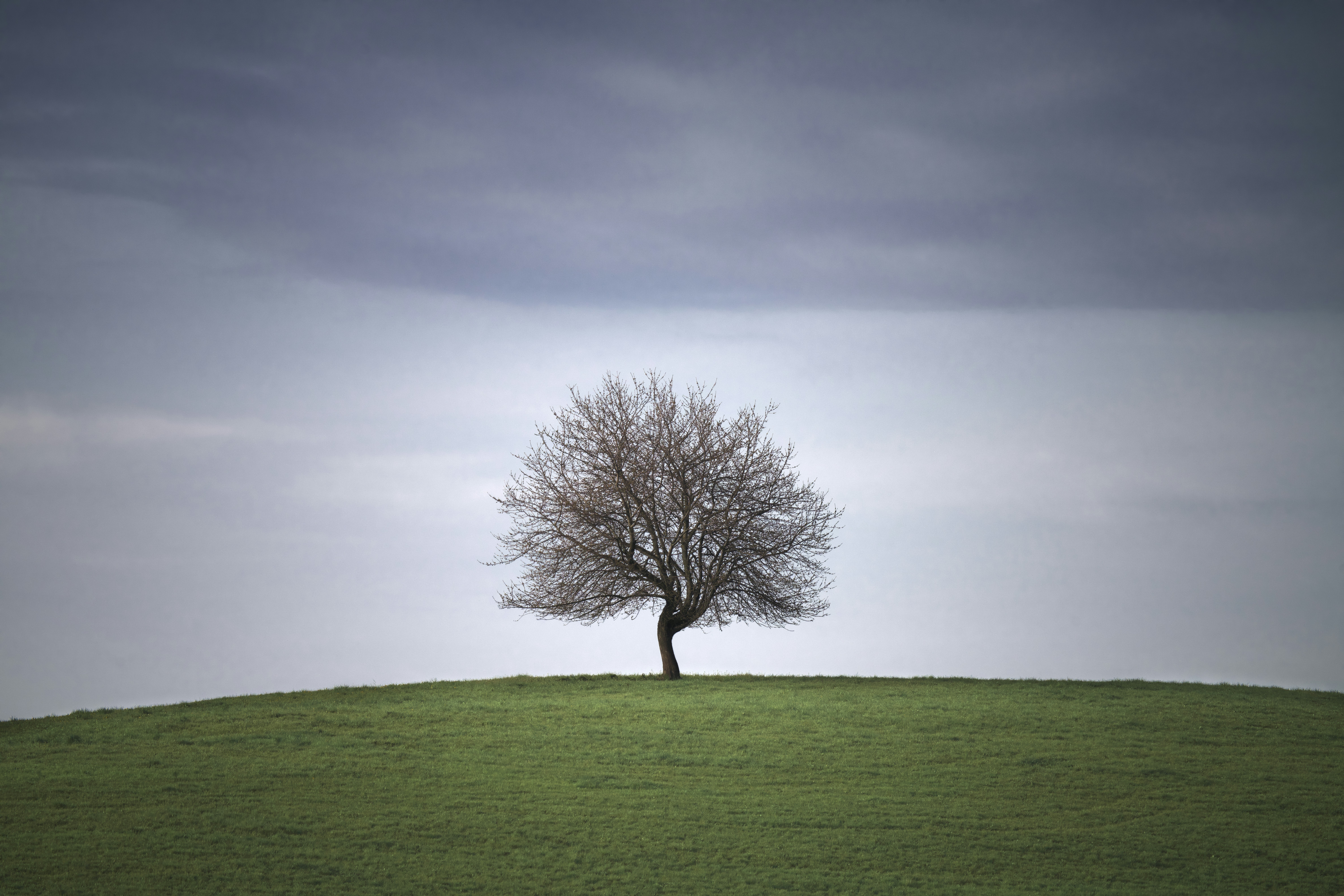 A tree in a field photo – Free Landscapes Image on Unsplash