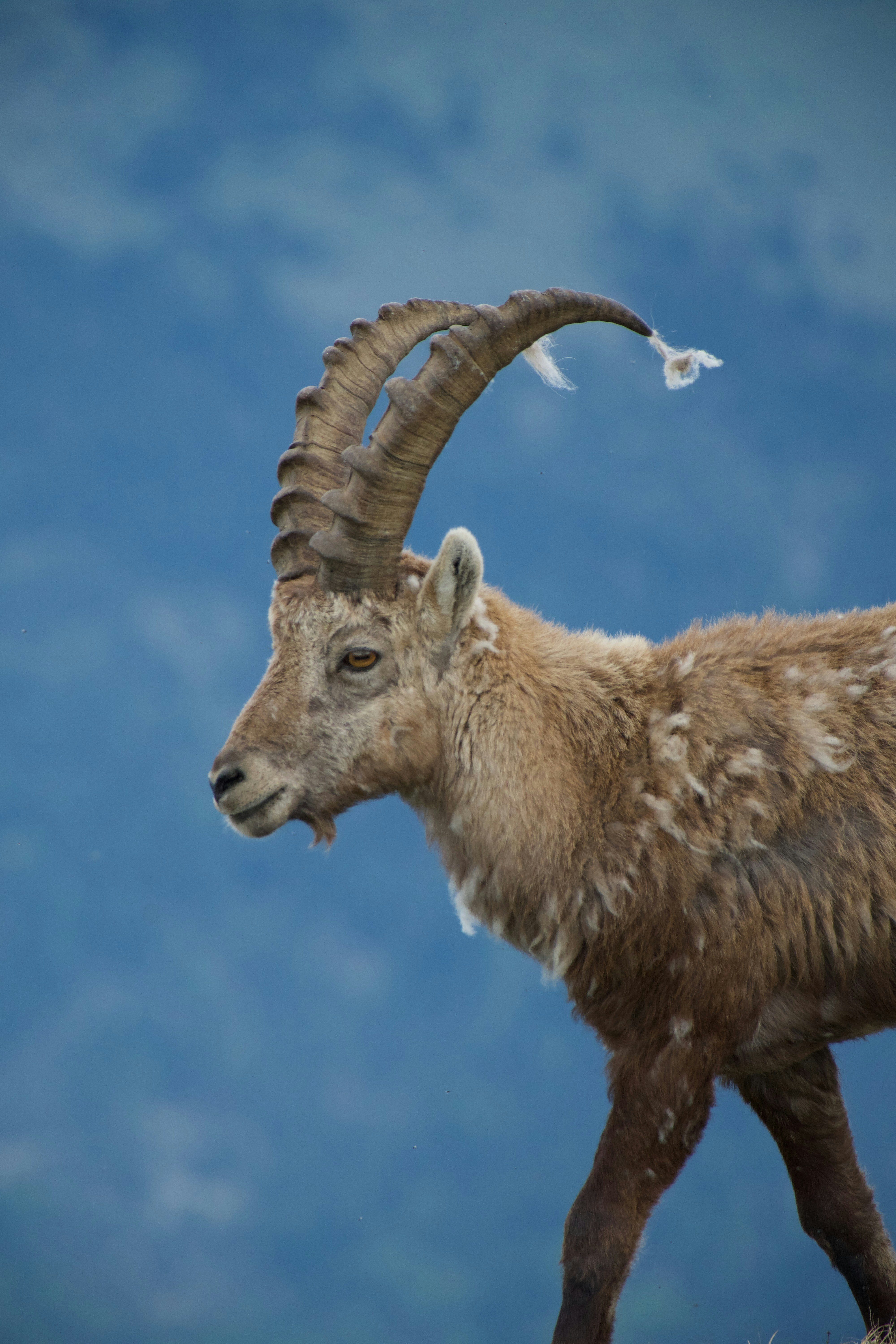 Un animal à cornes avec des cornes photo – Photo Mammifère Gratuite sur ...