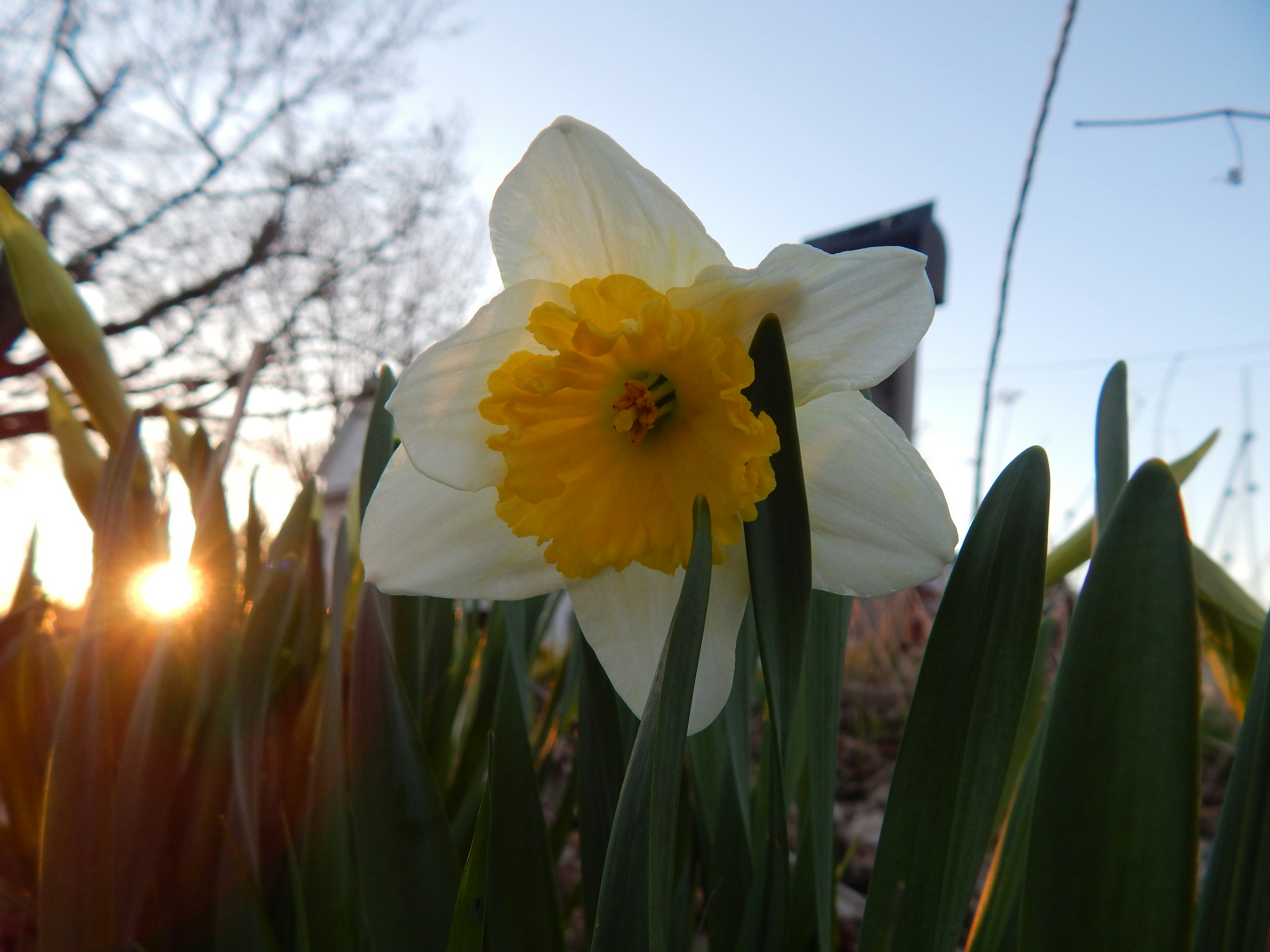 Vibrant daffodil blooms amidst lush green foliage, framed by the soft glow of the setting sun. The scene captures the essence of spring's renewal.
