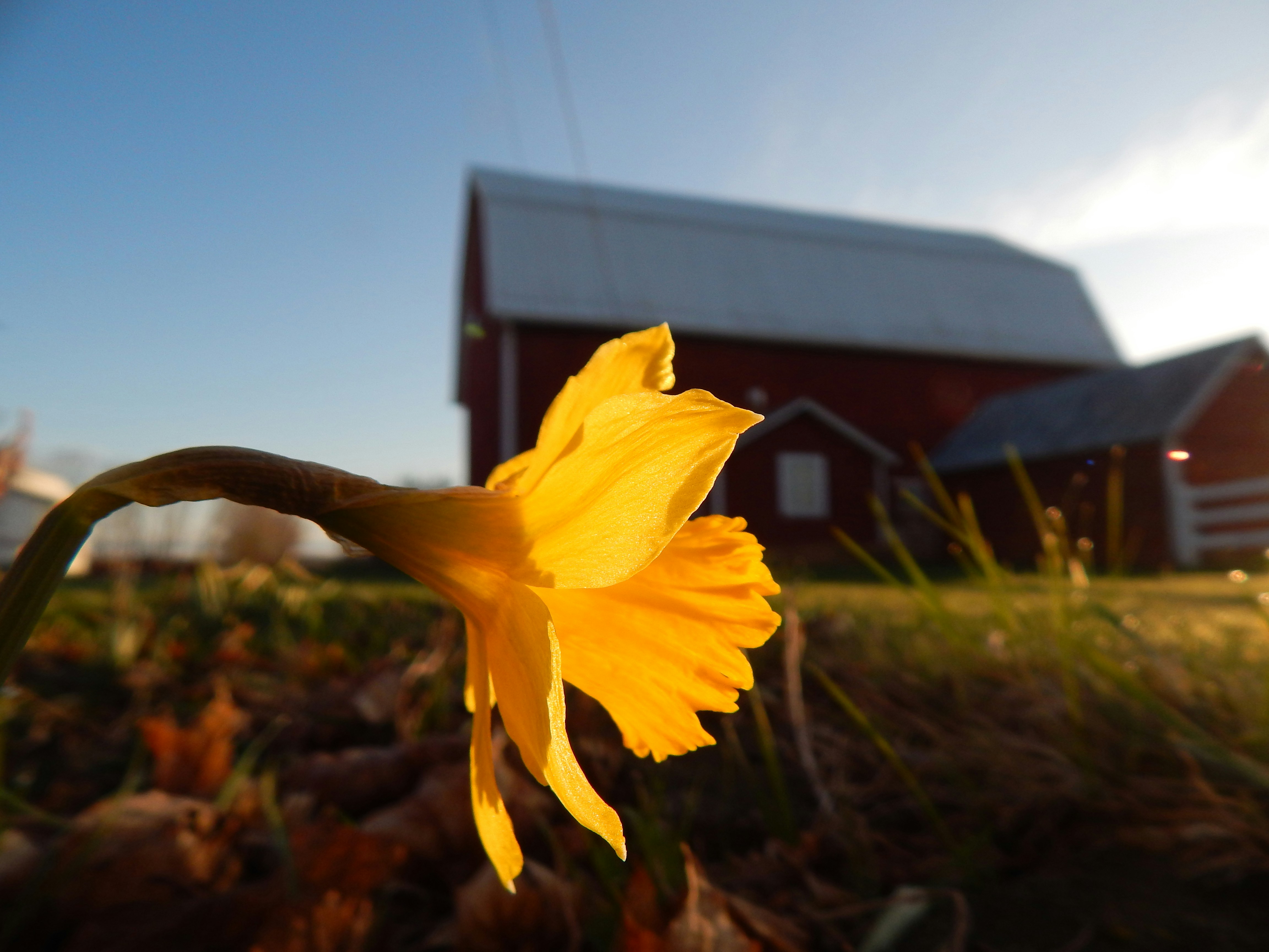 Daffodil in Golden Hour: crisp foreground bloom against a weathered red barn