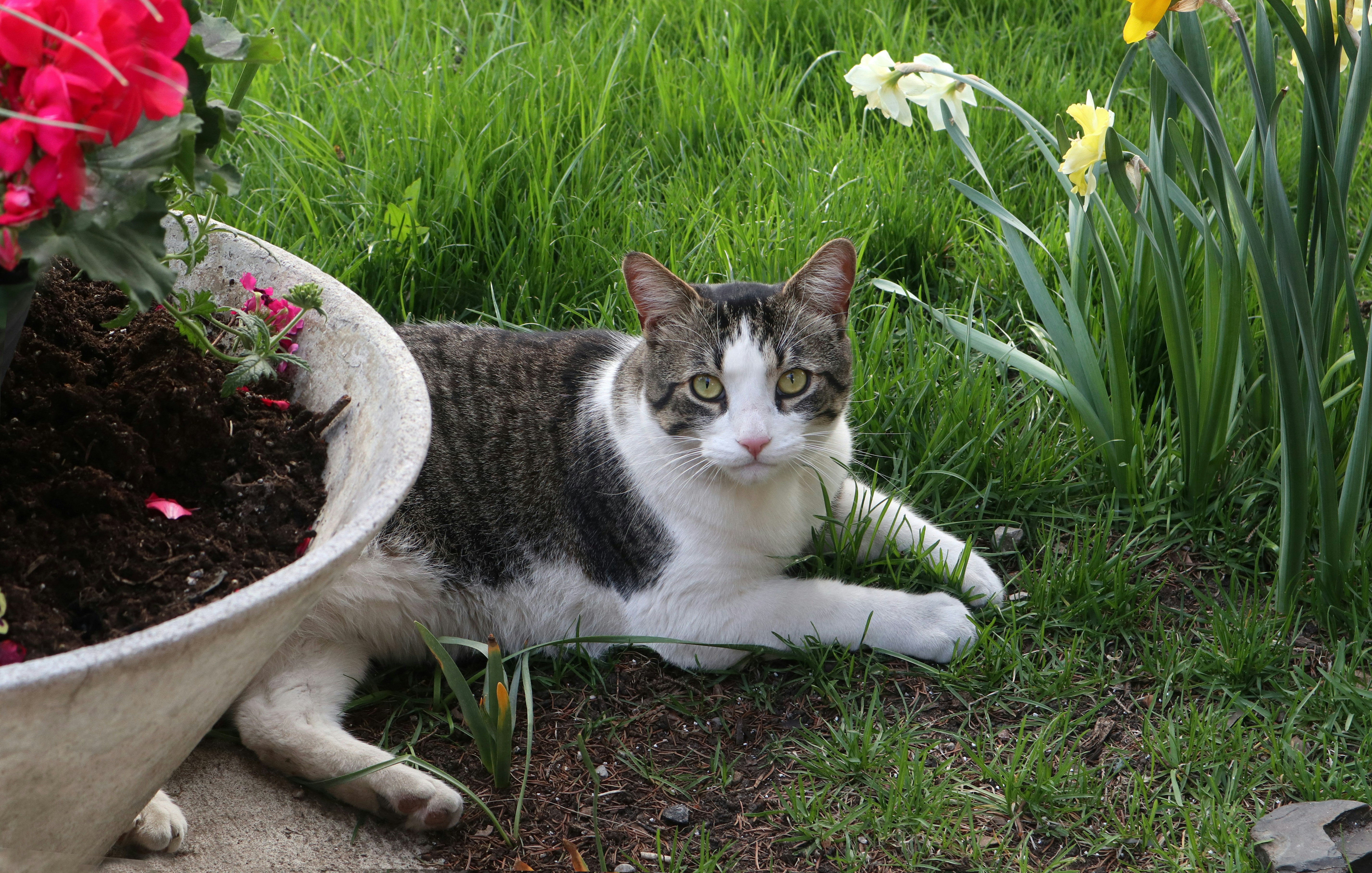 A house cat lays in the front yard surrounded by flowers.
