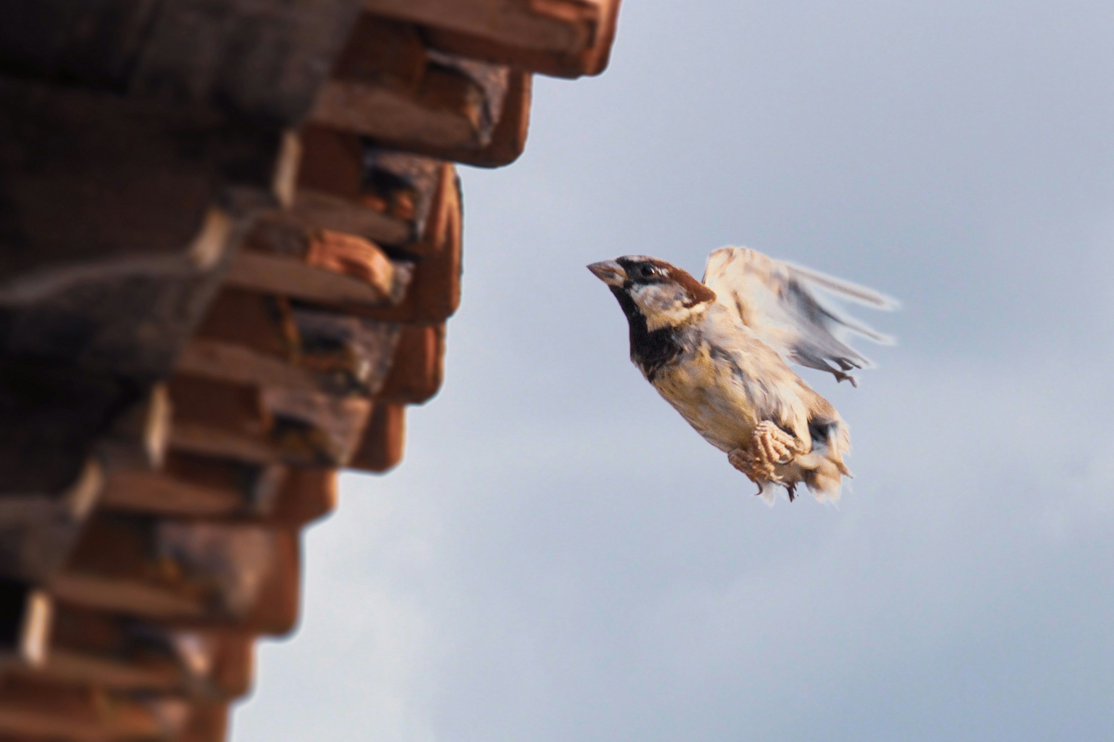 Wingbeat at the Rooftop Edge: a Sparrow in Flight