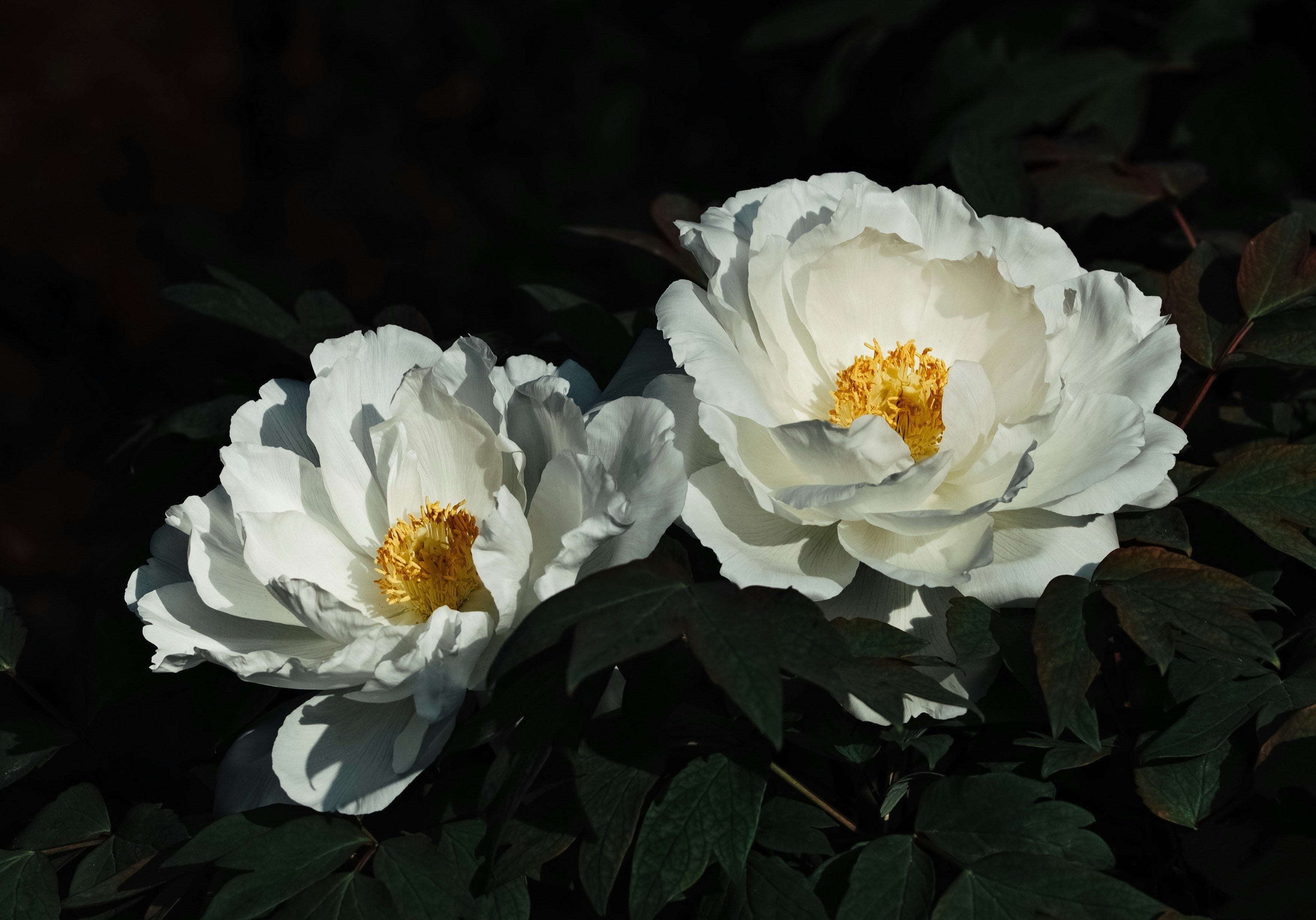 a couple white flowers