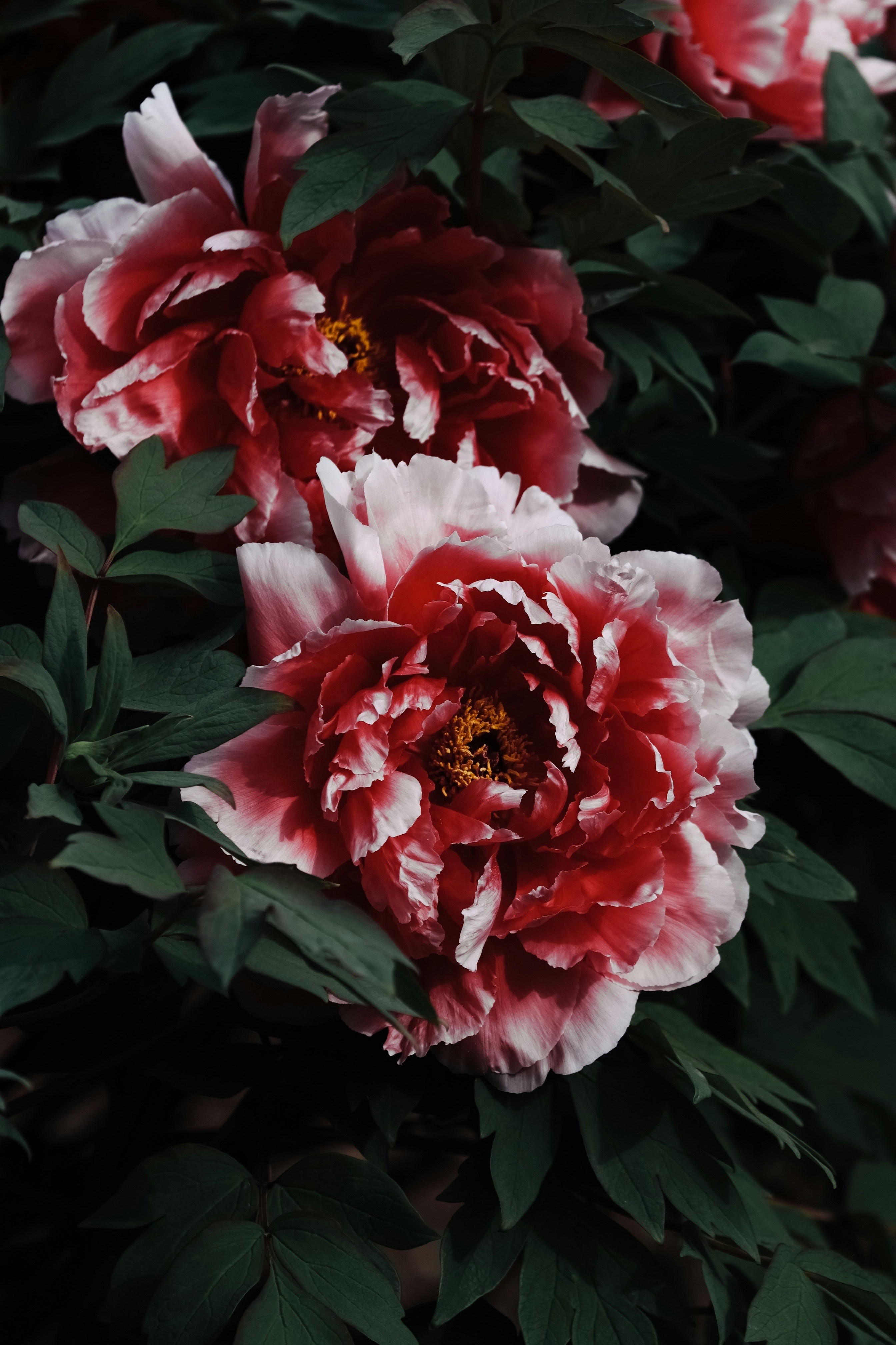 Crimson Peonies: Velvet Petals in Soft Shadow