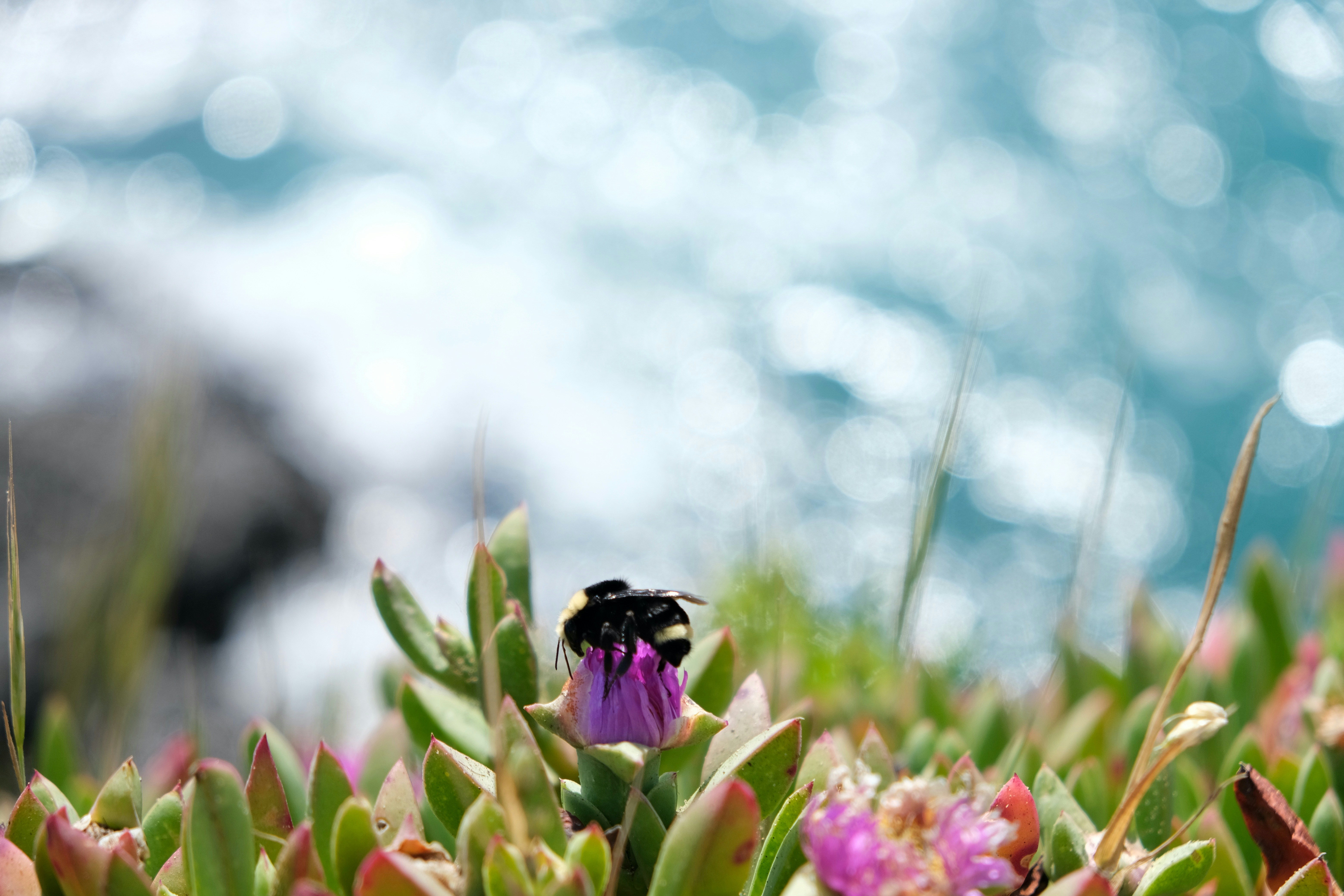 Petals and a Watchful Insect: Tiny Black Butterfly on a Purple Bloom Among Succulents