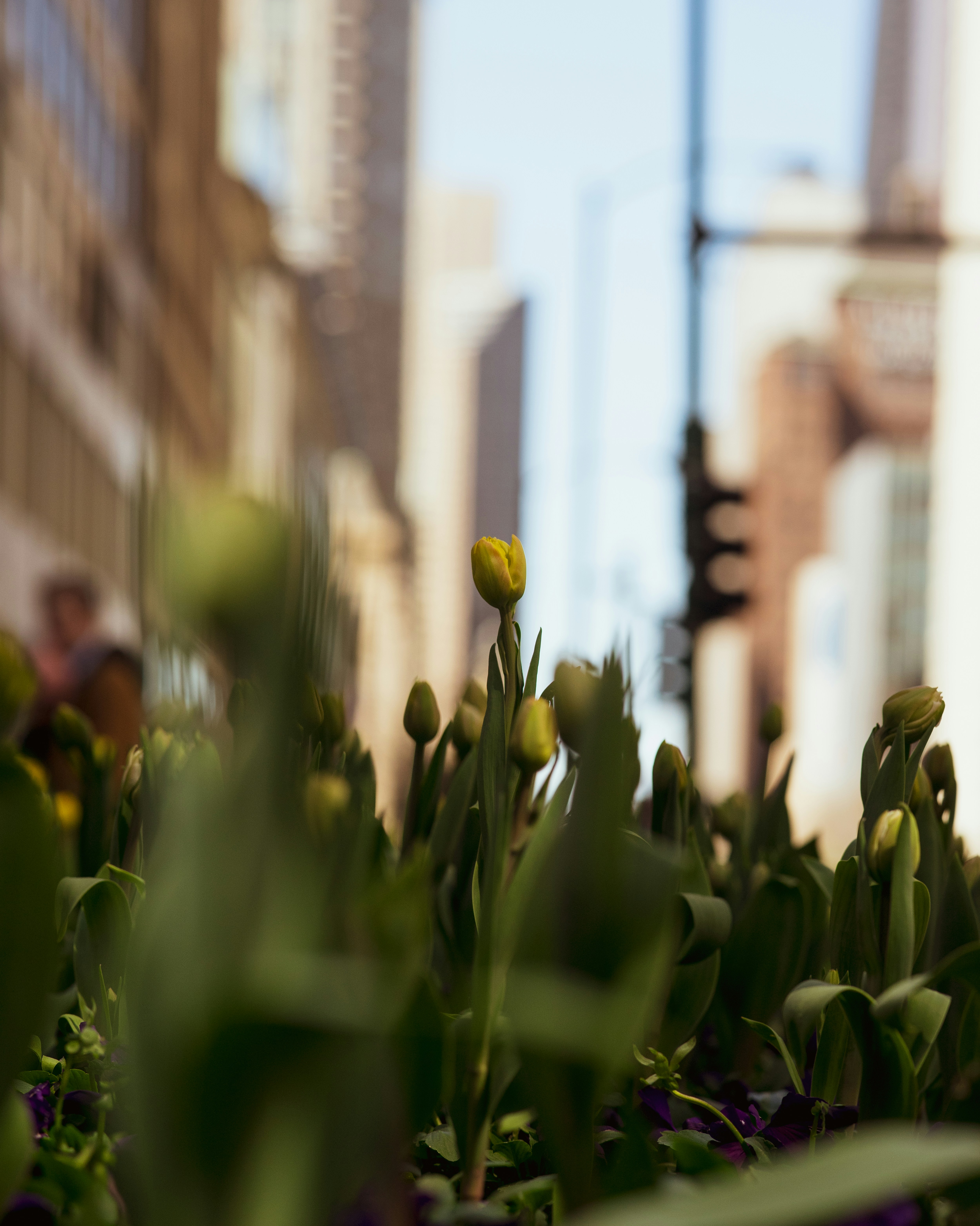 Lone Tulip Bud Defies the City Blur