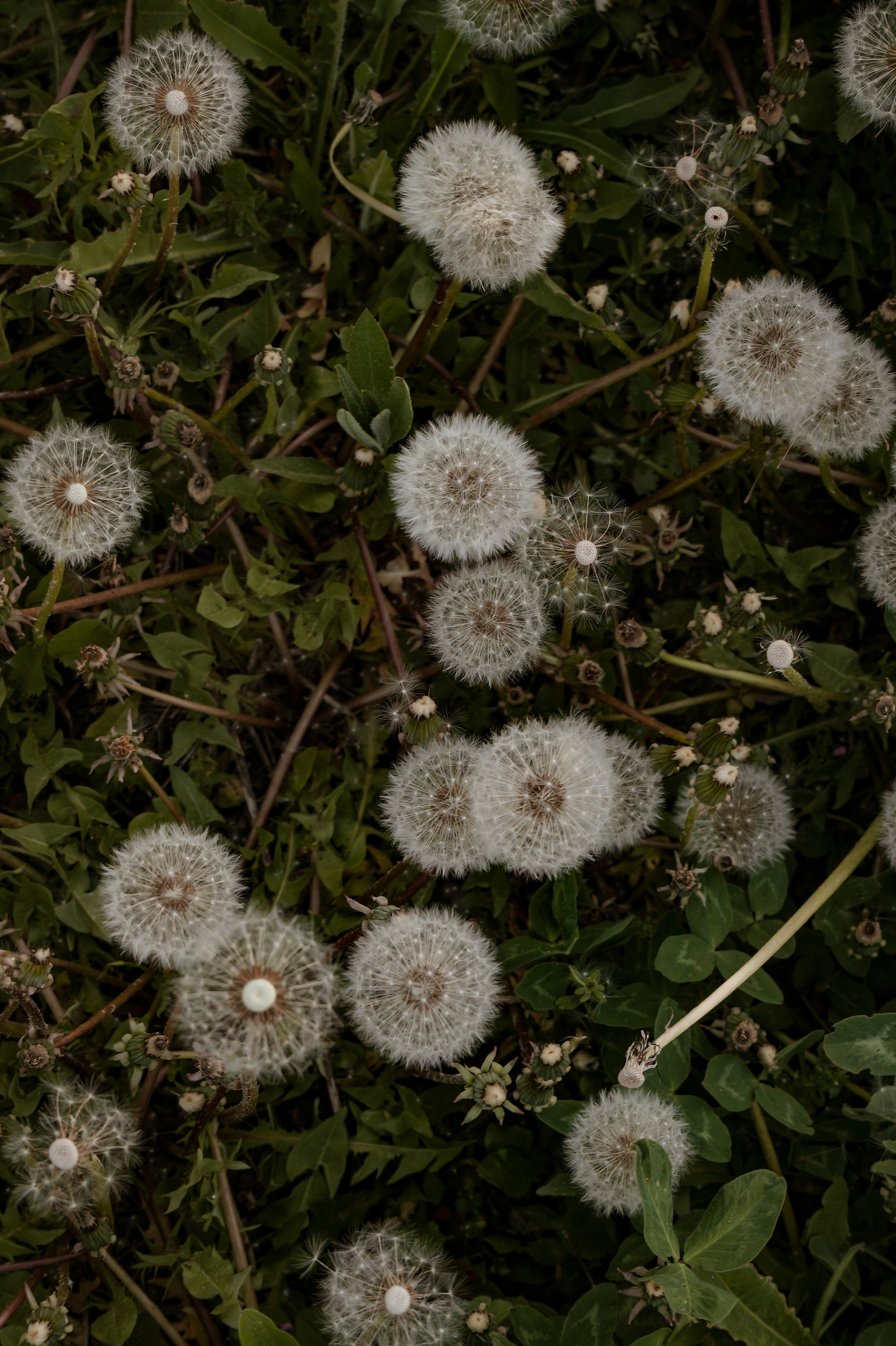 Dandelion Constellation: White Puffballs Amid Dark Green Foliage