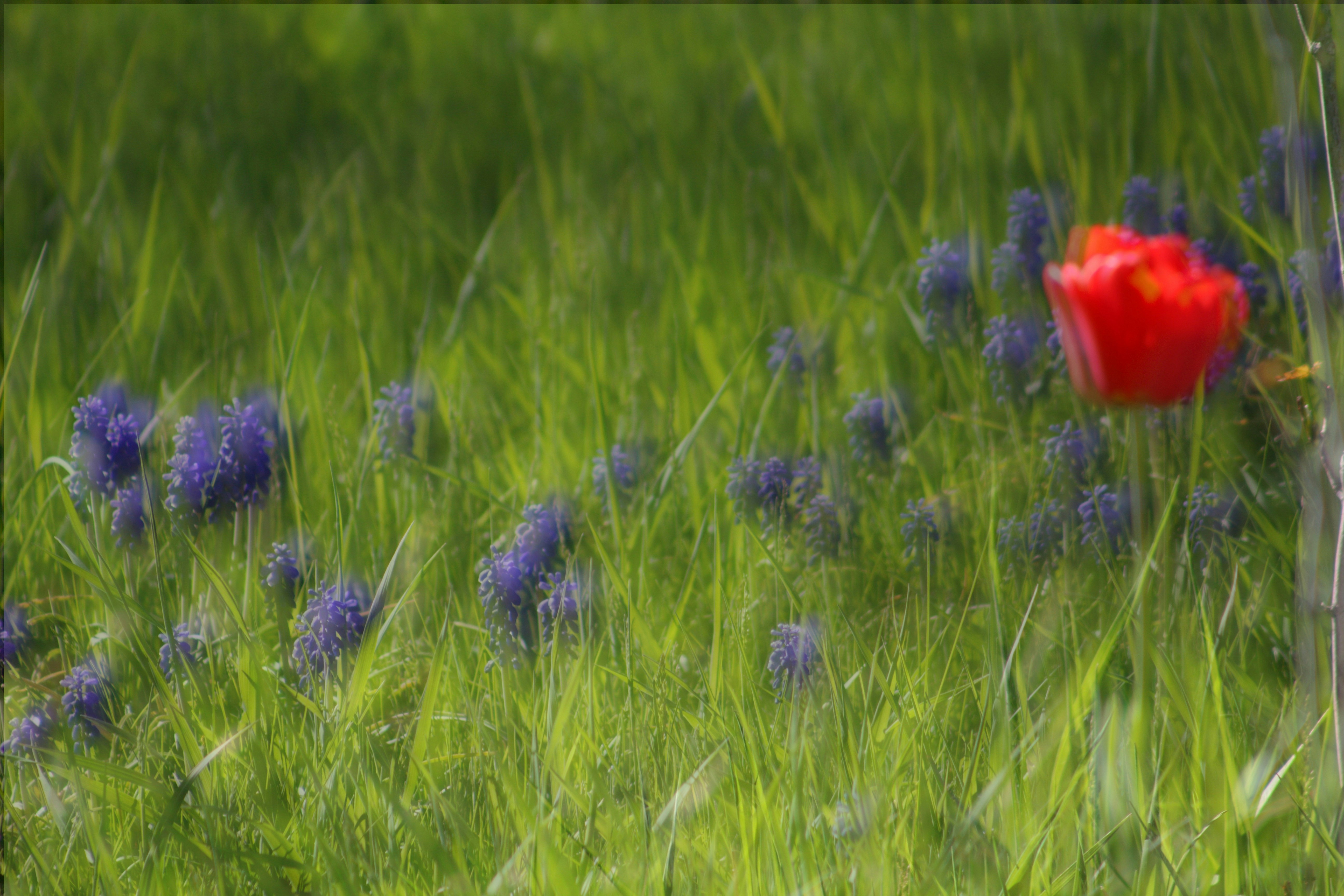 A red flower in a field of grass photo – Free Green Image on Unsplash