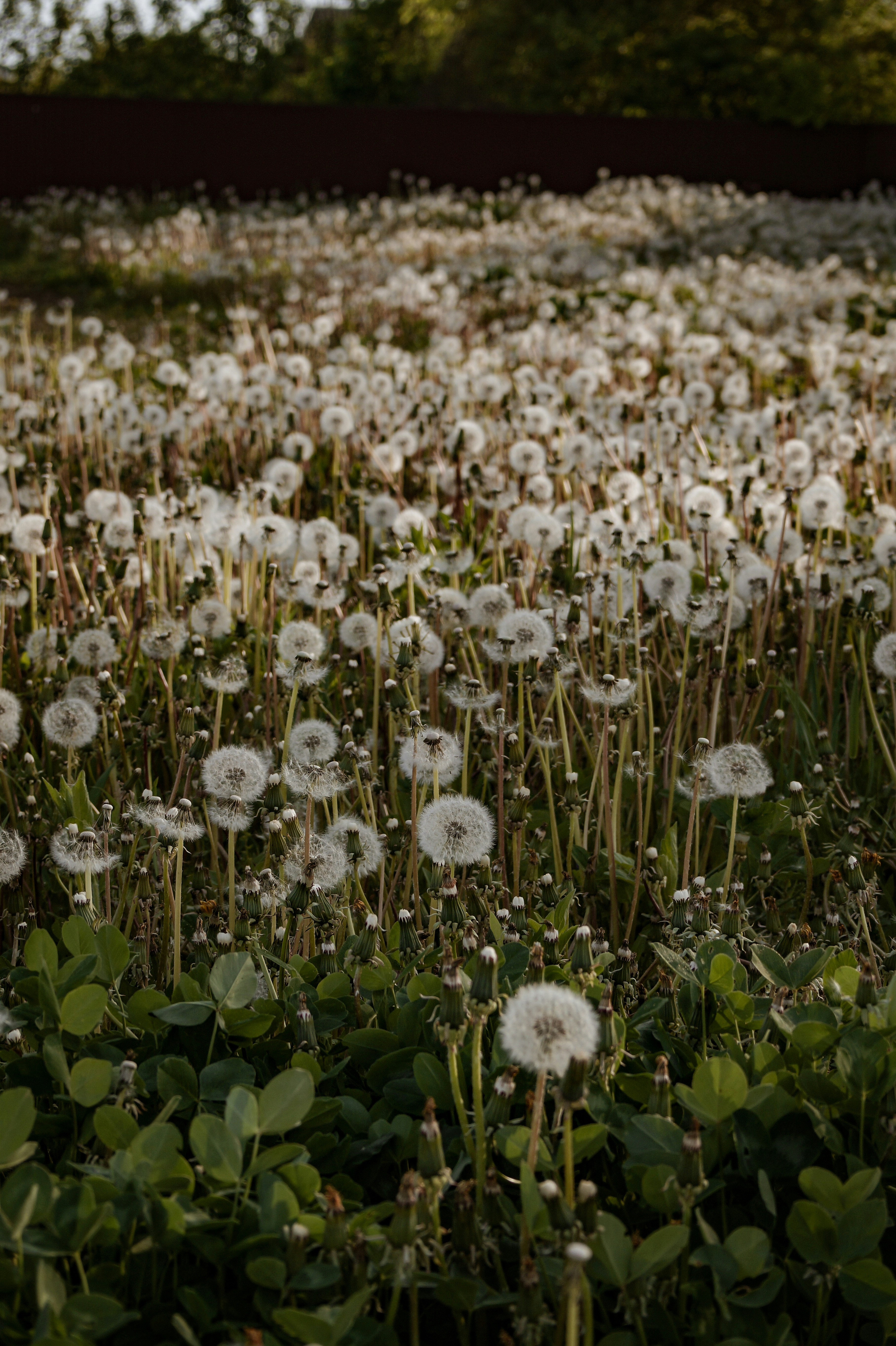 a field of white flowers