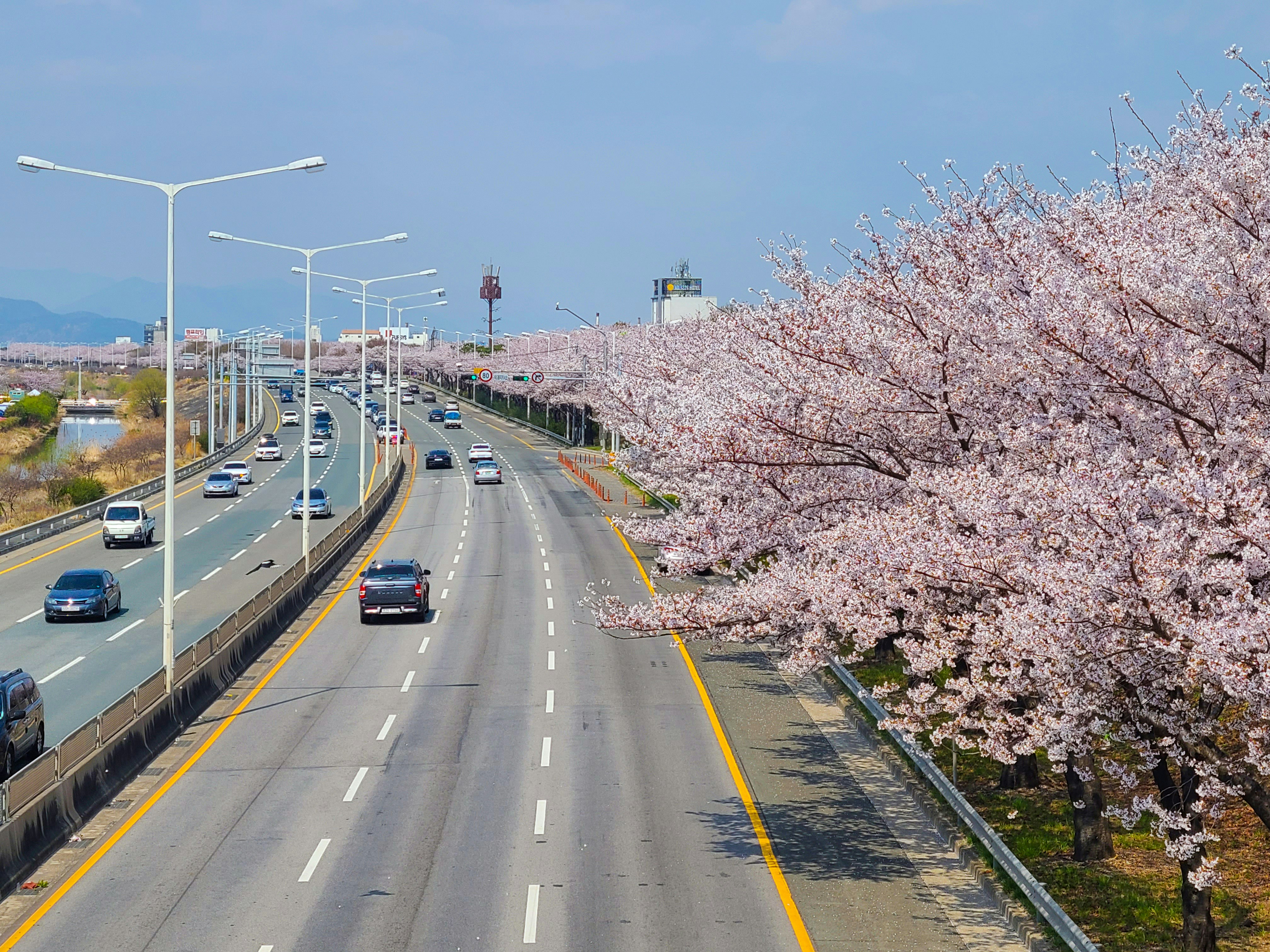 Cherry blossom trees line a busy highway, creating a picturesque scene of springtime beauty against a clear blue sky.