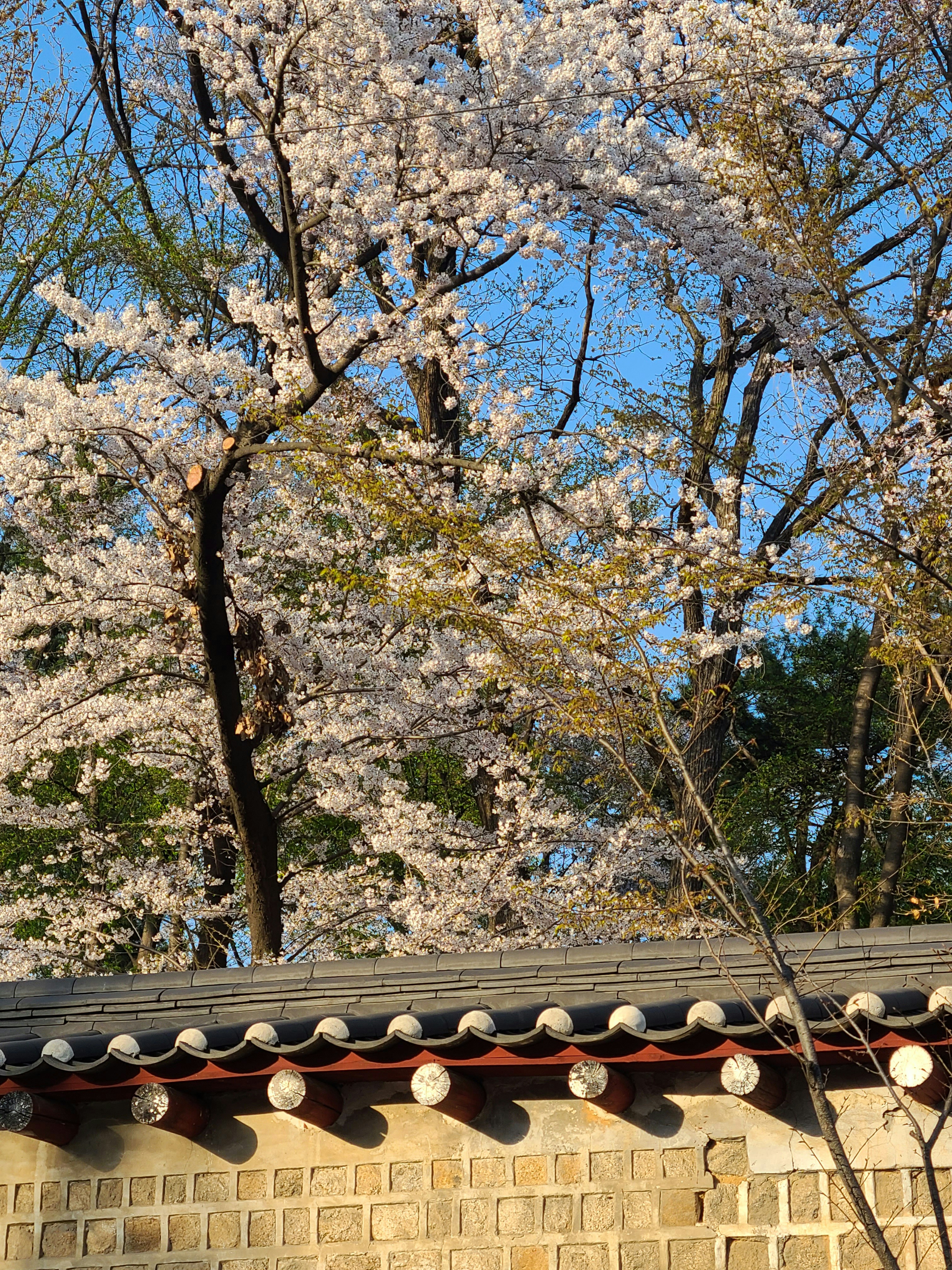 Cherry blossom trees in full bloom against a clear blue sky, with traditional architecture visible below. The scene captures the essence of spring's arrival.