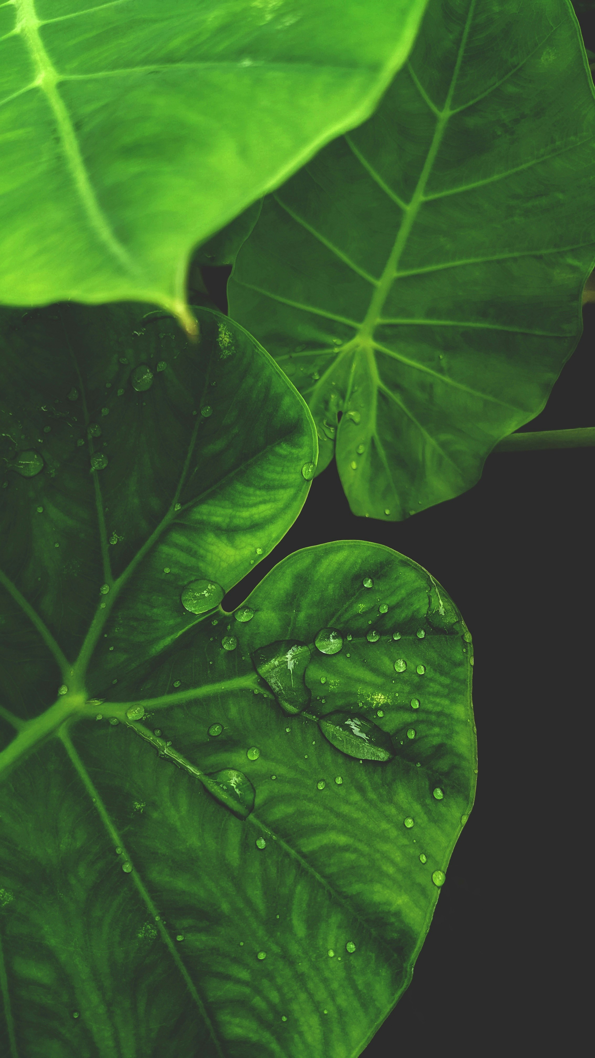 Emmanual Thomas (@emmanual_lonewolf) | Unsplash Photo Community