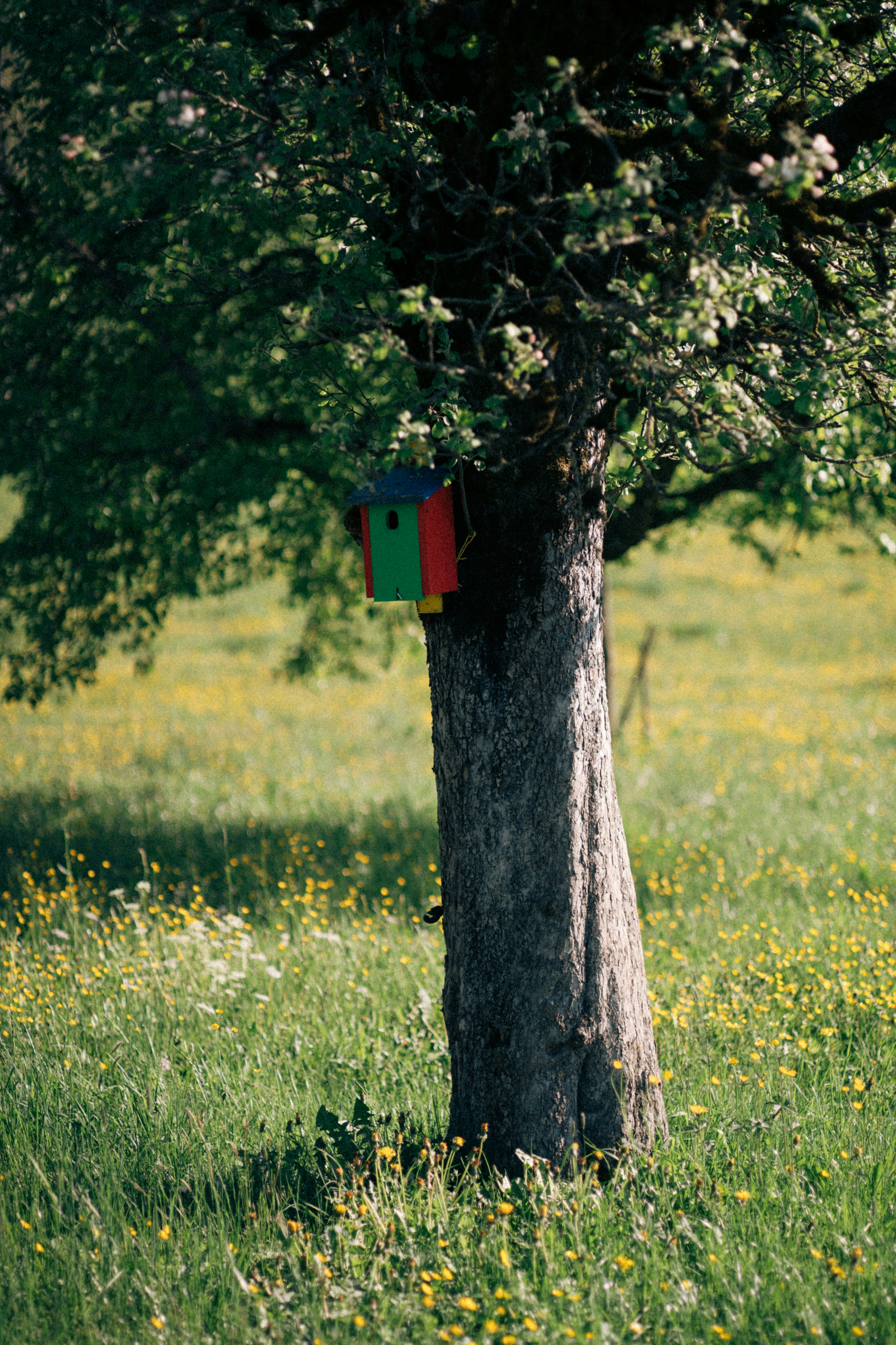 Colorful Birdhouse Adorned Trunk in Sunlit Meadow