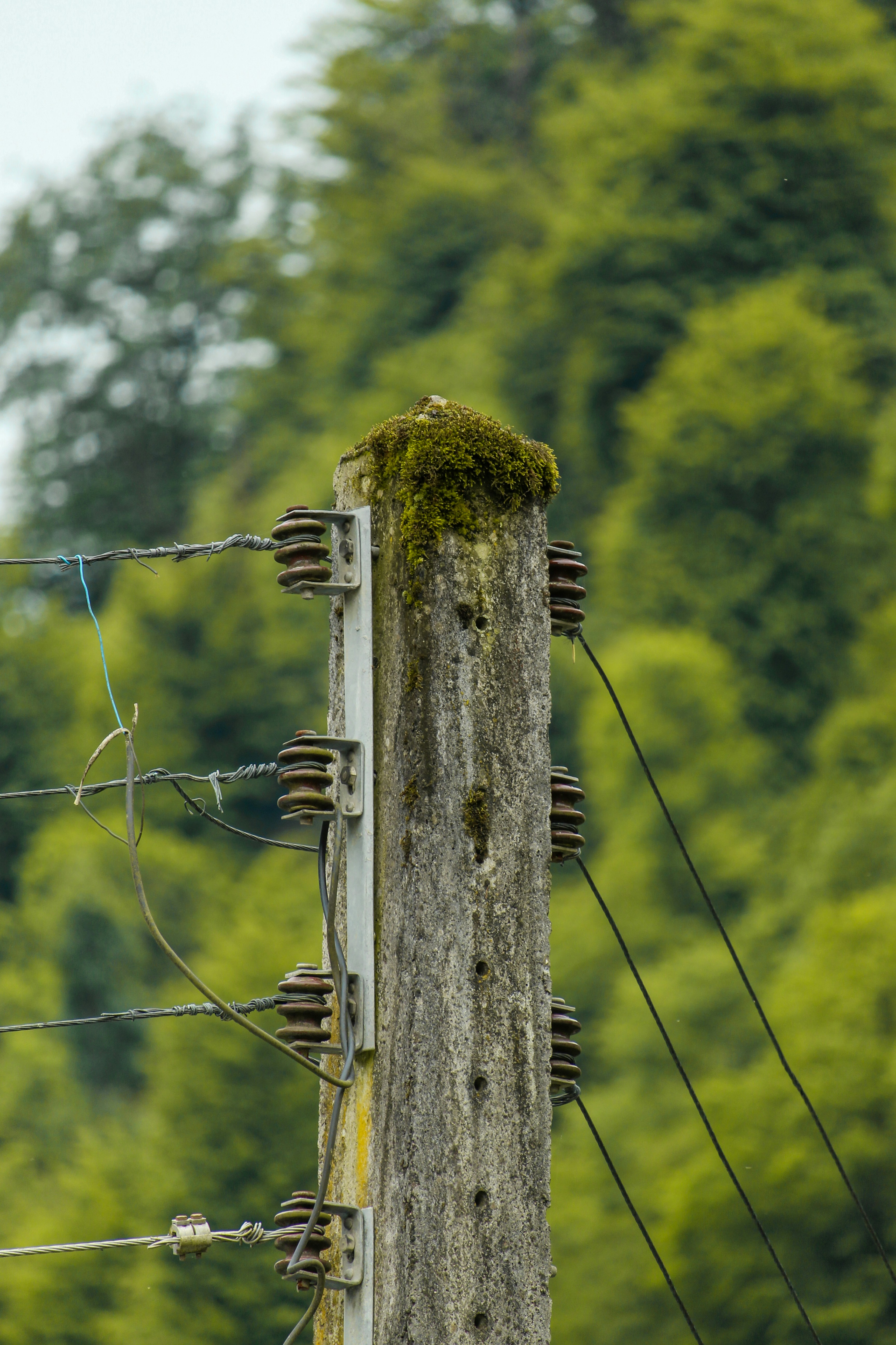 Moss-Crowned Post Framed by a Quiet Barbed-Wire Fence in Verdant Light