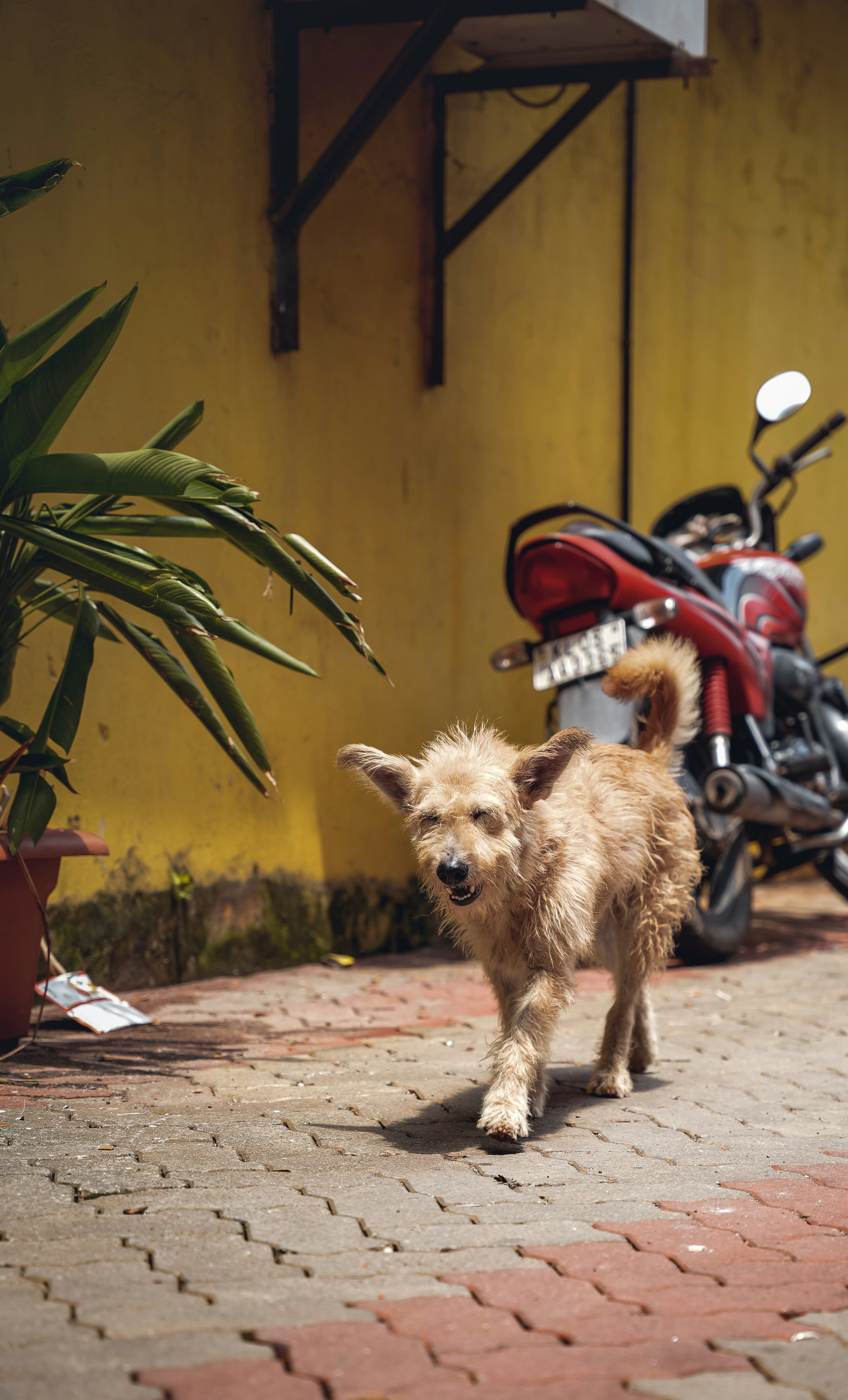 Dusty Street Wanderer by a Sunlit Yellow Wall and a Red Motorcycle
