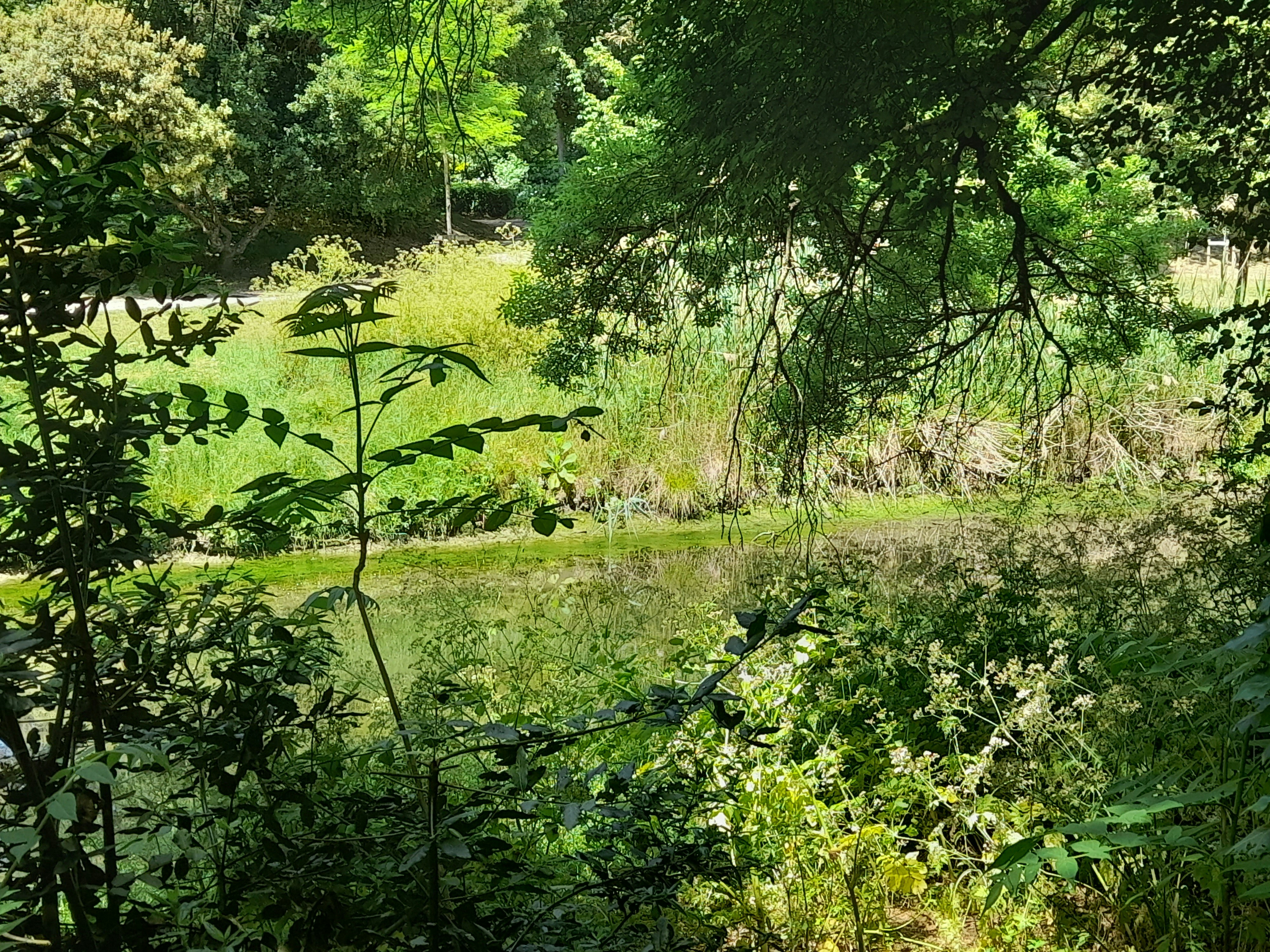 Ein Sumpf mit Bäumen und Pflanzen Foto – Kostenloses Bild zum Thema ...