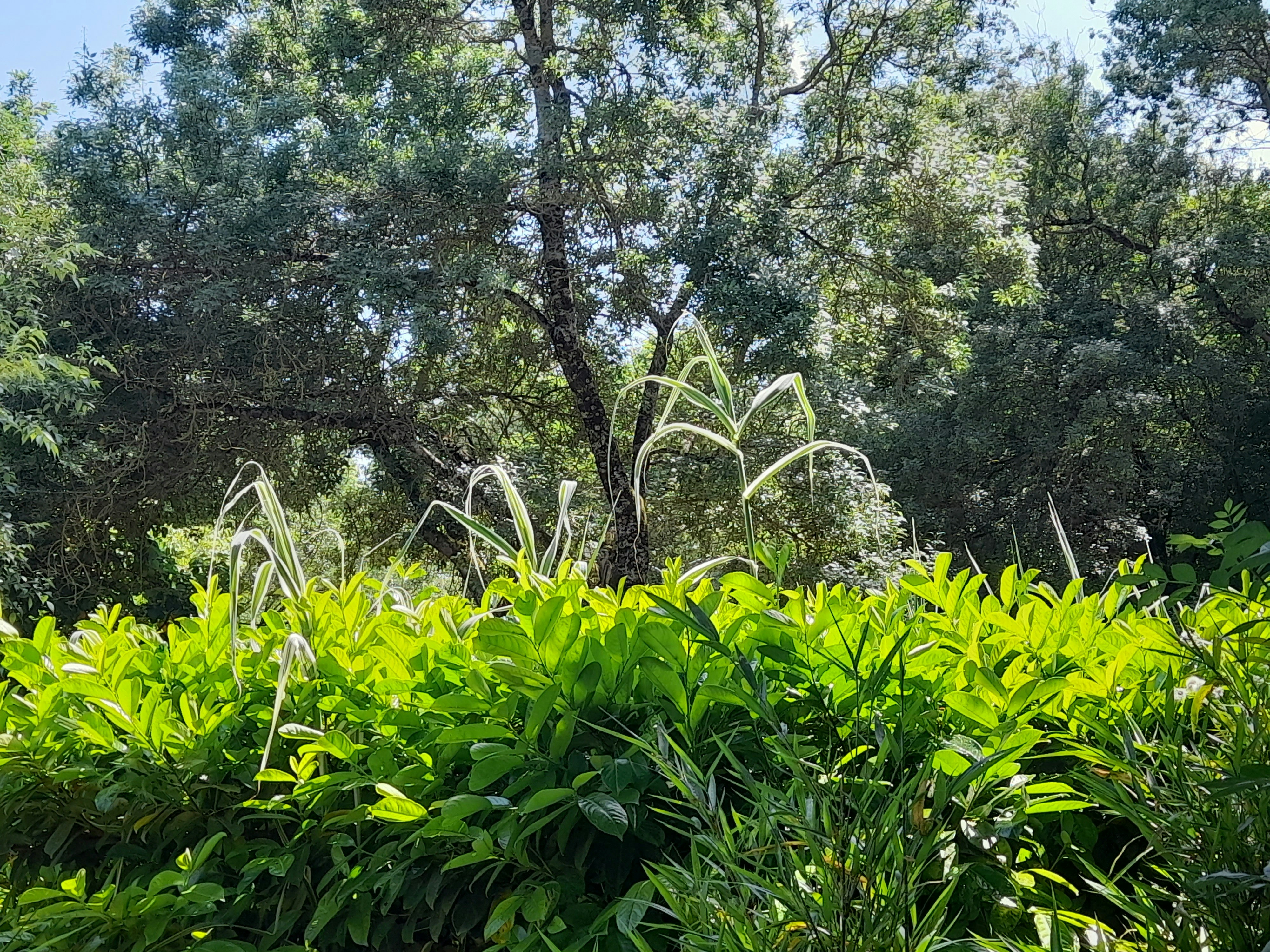 A group of trees photo – Free Plant Image on Unsplash