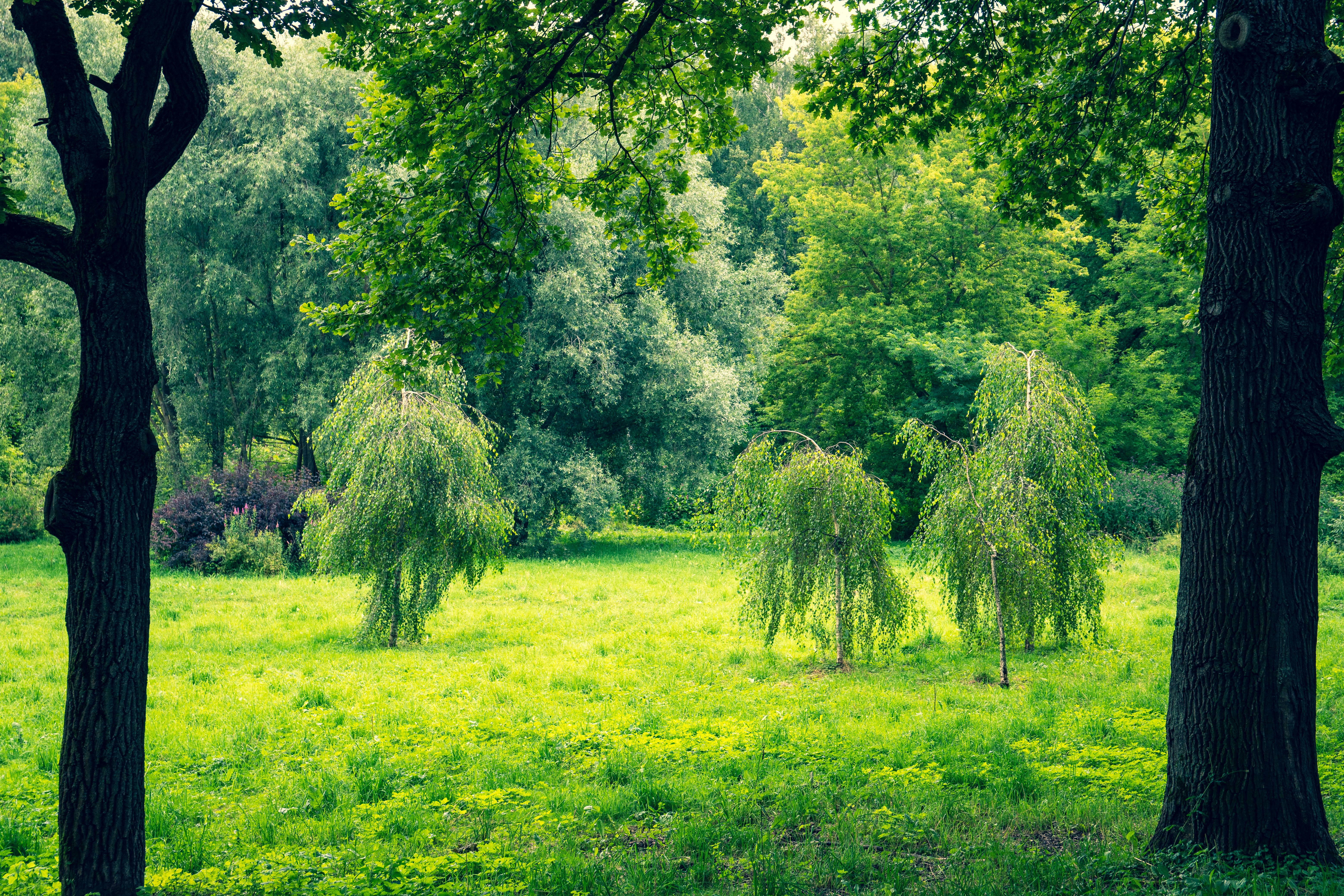 trees in the botanical garden in Moscow