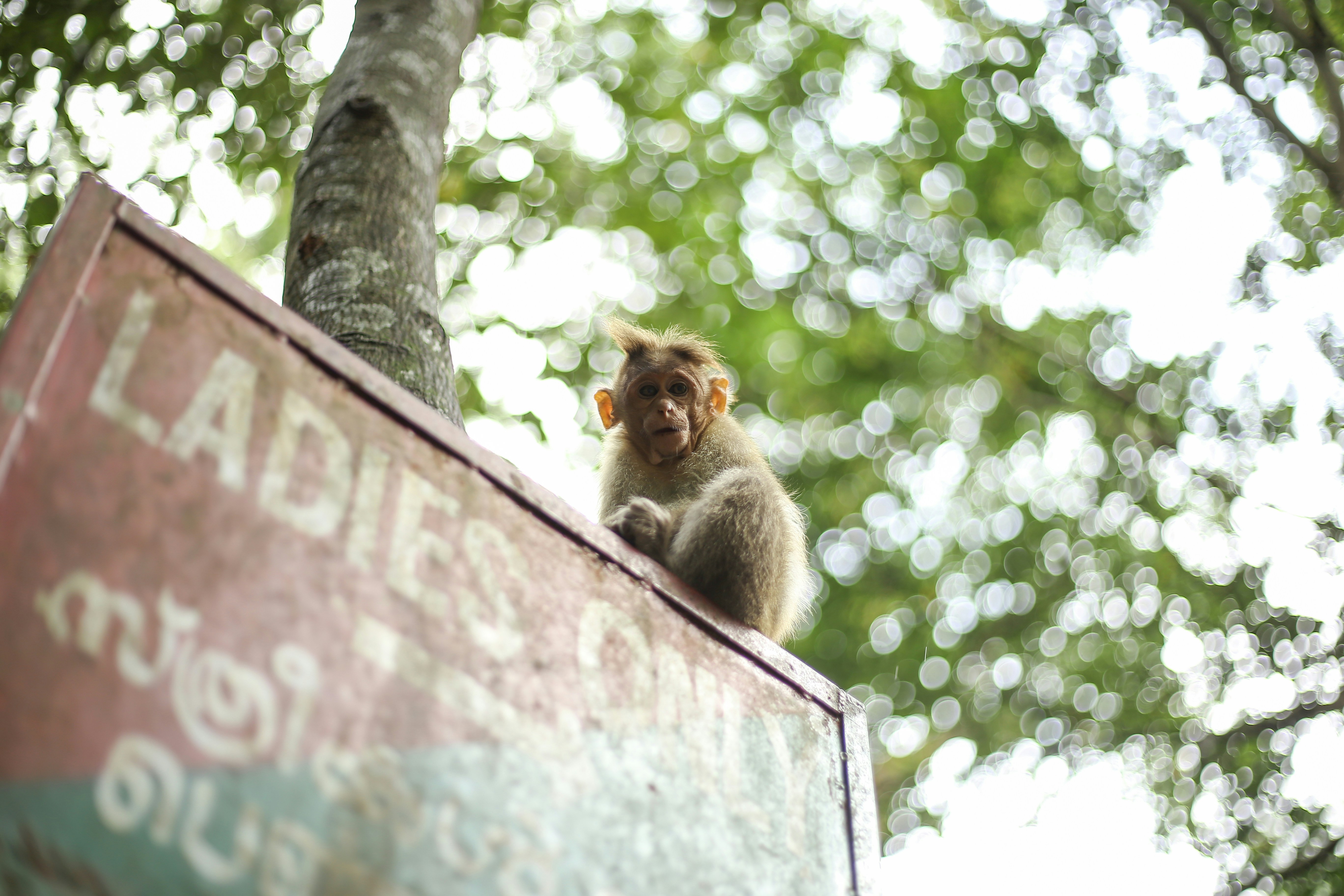 Macaque on a Weathered Sign Beneath a Lush Canopy