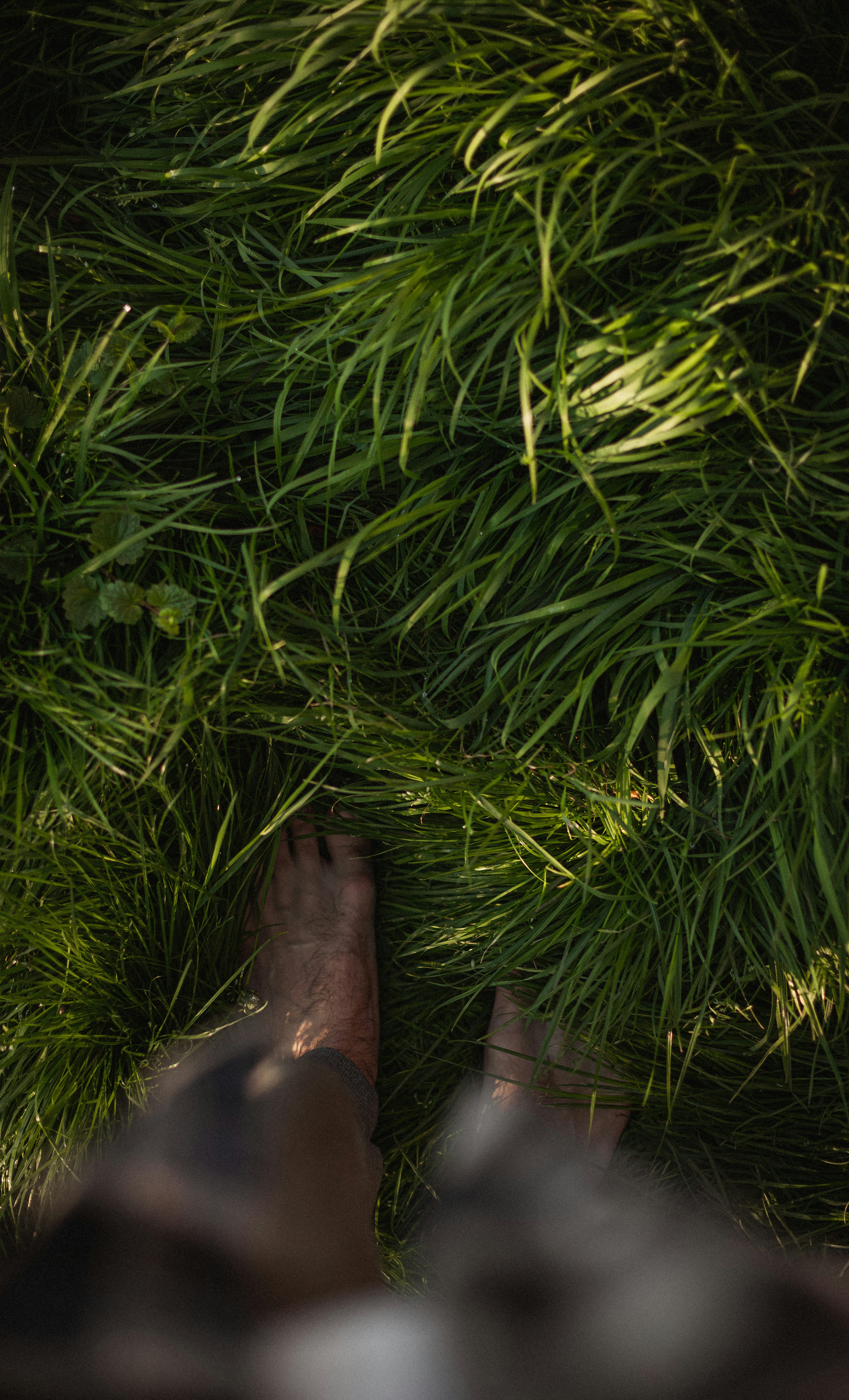Walking in a dewy grass 