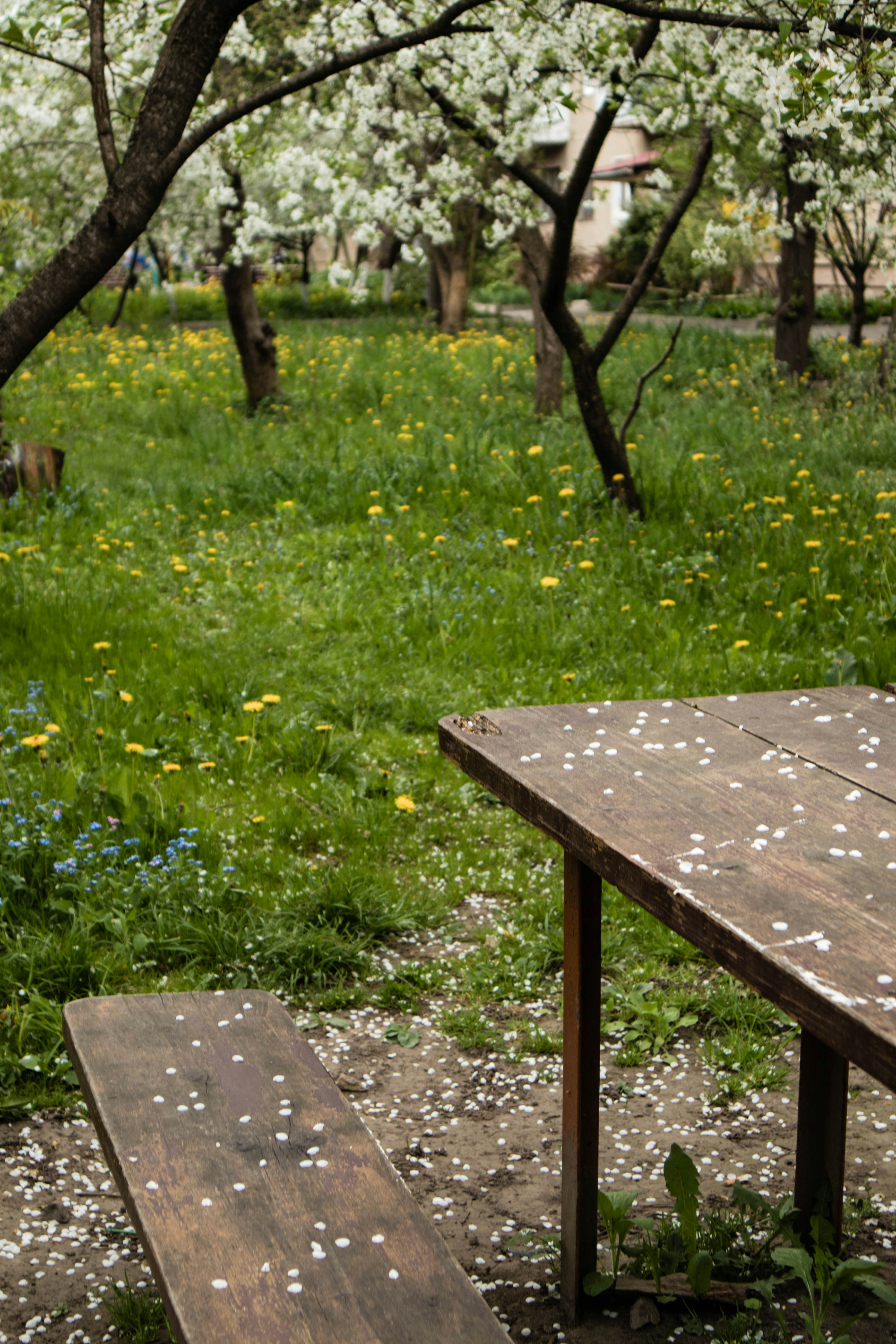 Petal-Spotted Picnic Table Framed by a Spring Blossom Grove