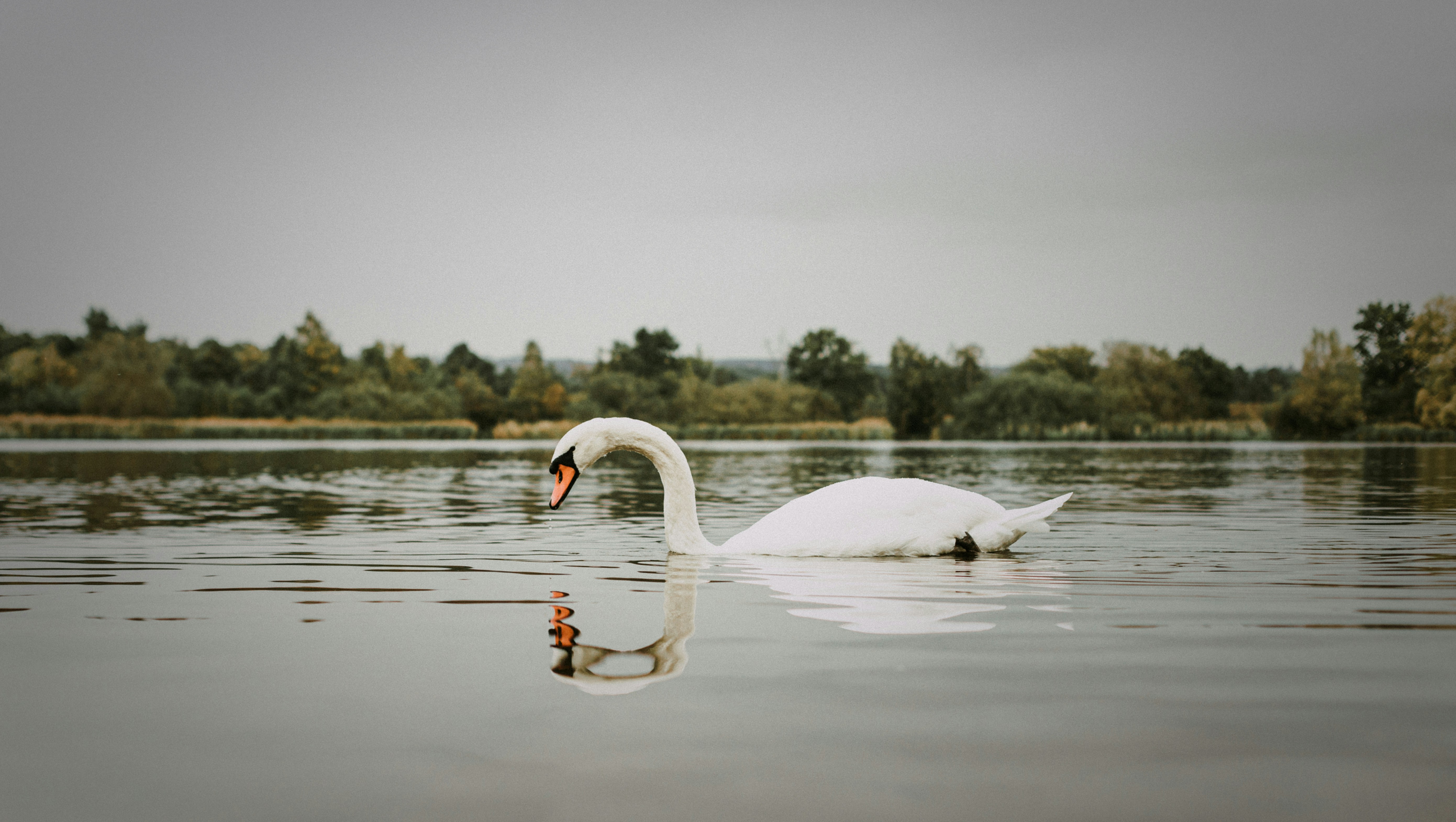 Serene Reflections on a Tranquil Lake