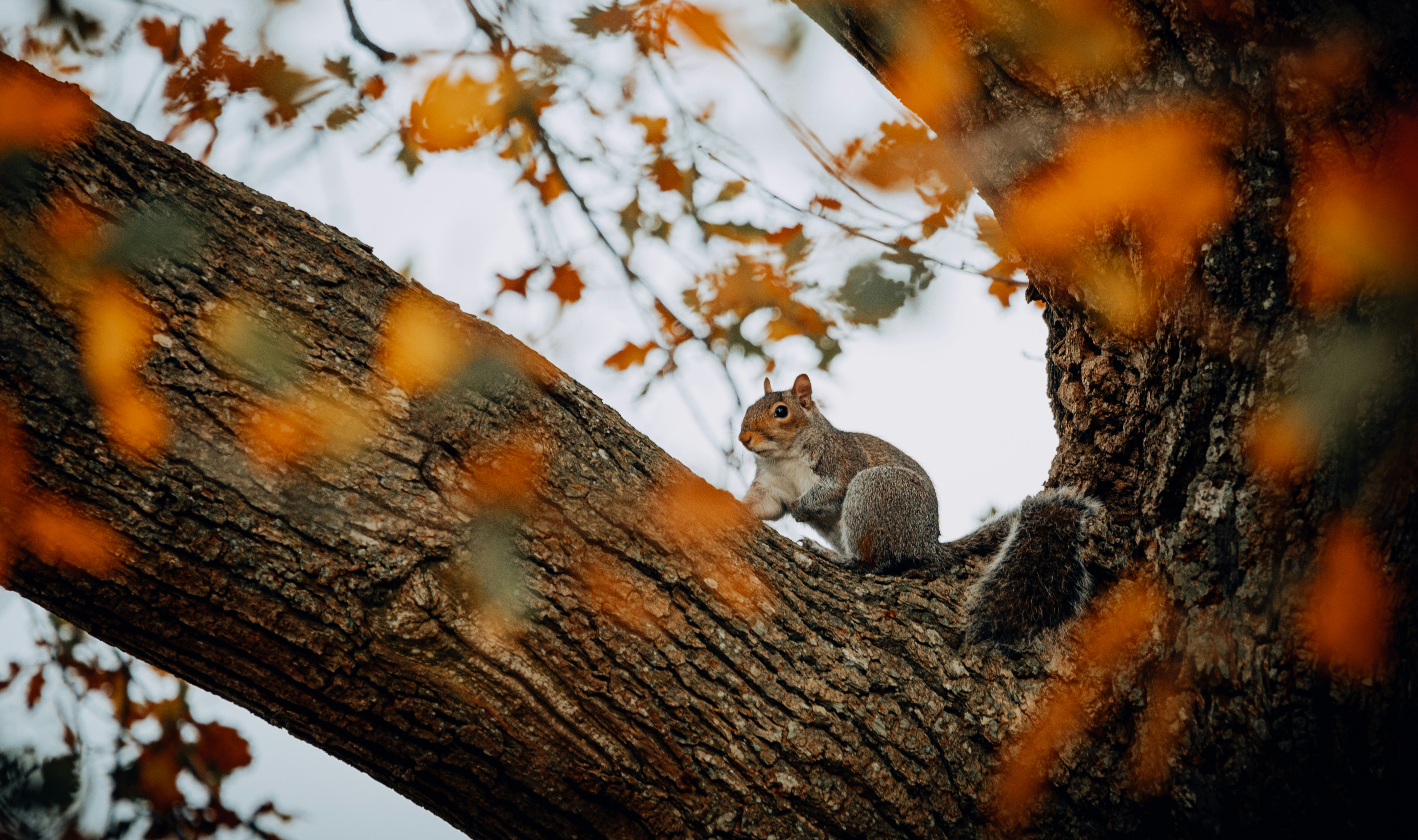 Autumn Branch Scout: Squirrel Perched Amid Amber Leaves