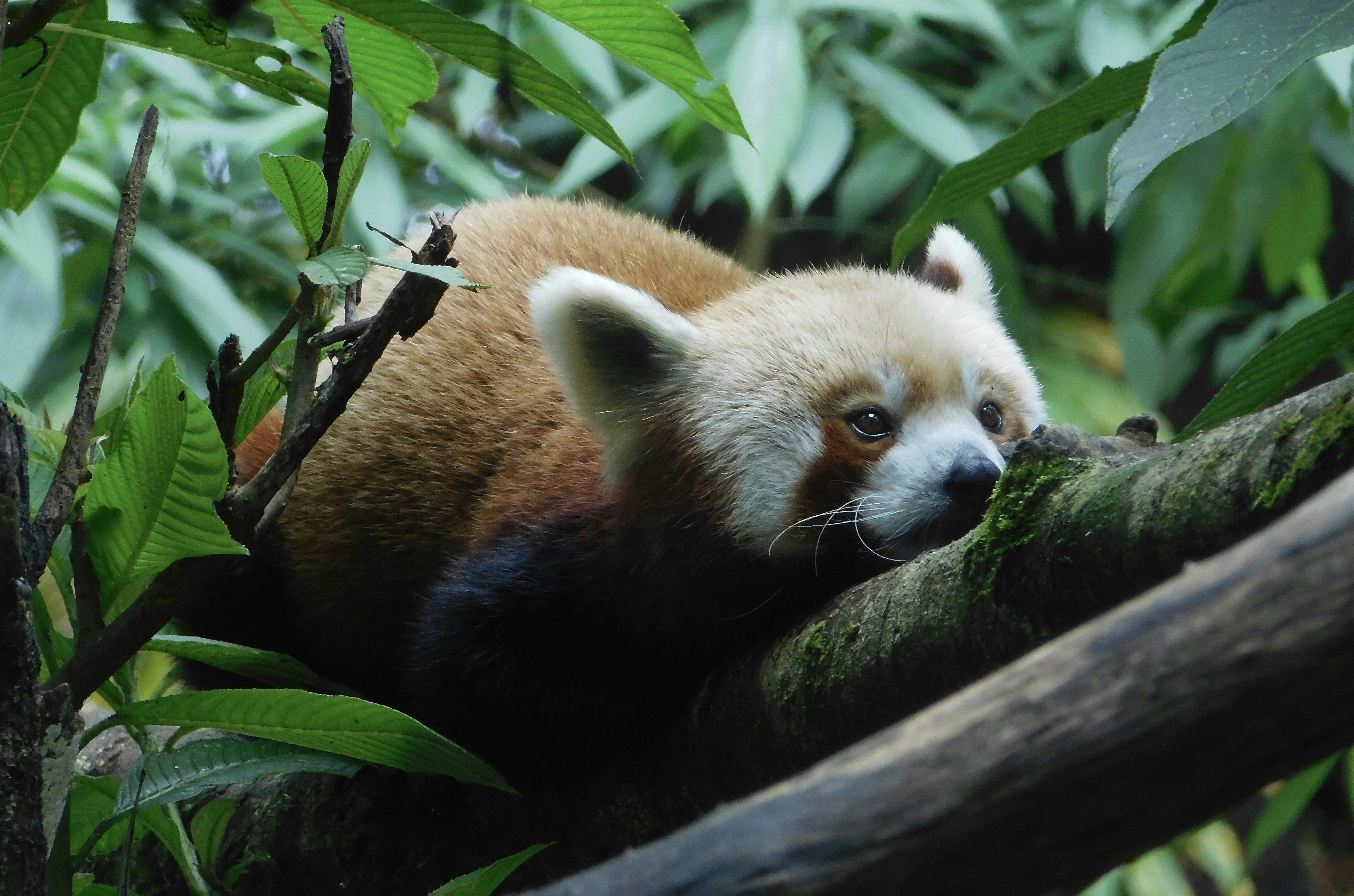 Pause in the Green Canopy: Red Panda on a Mossy Branch