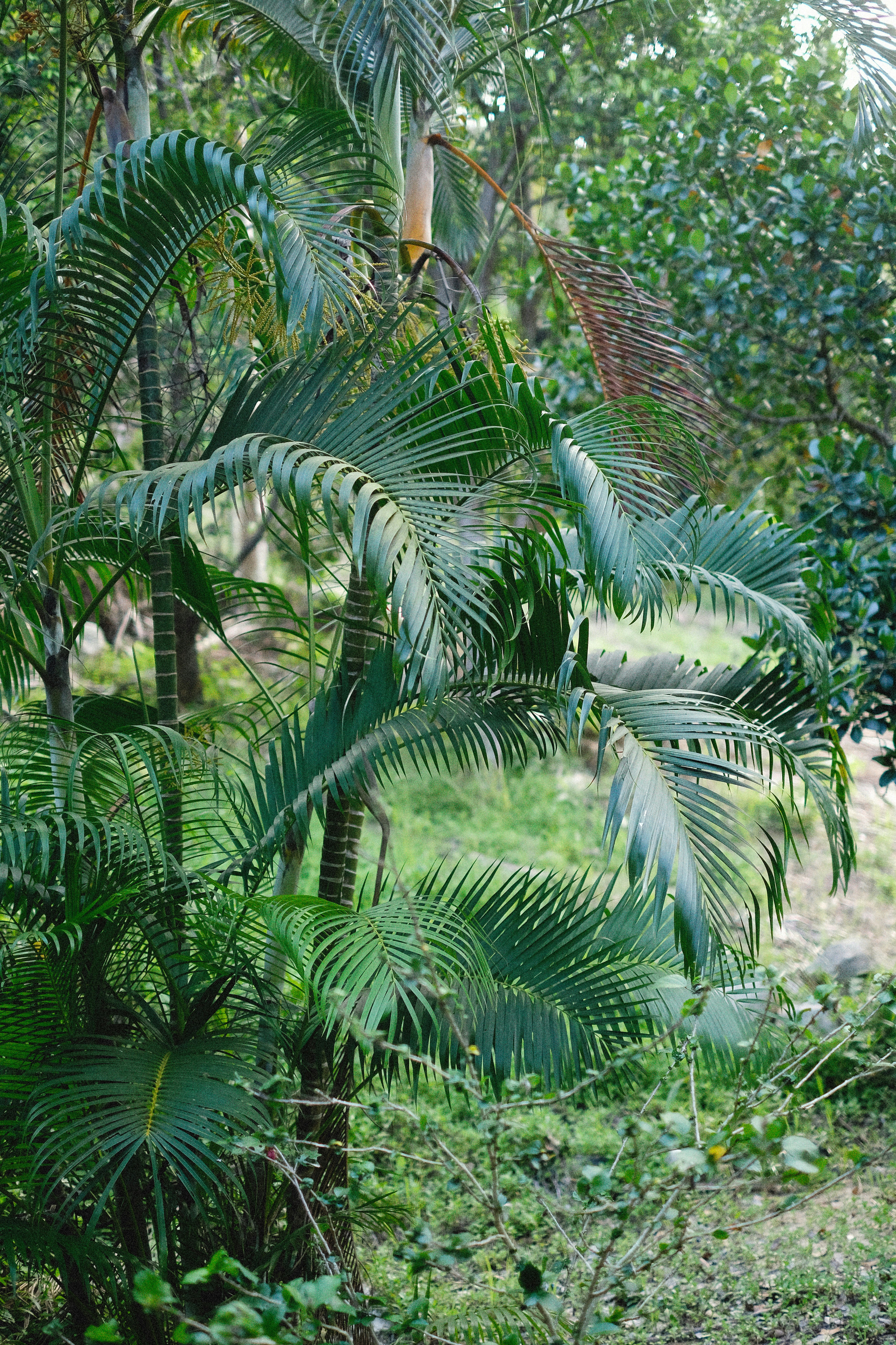 Dense foliage of tropical plants interspersed with sunlight, showcasing the vibrant greens of nature. The scene invites tranquility and exploration.