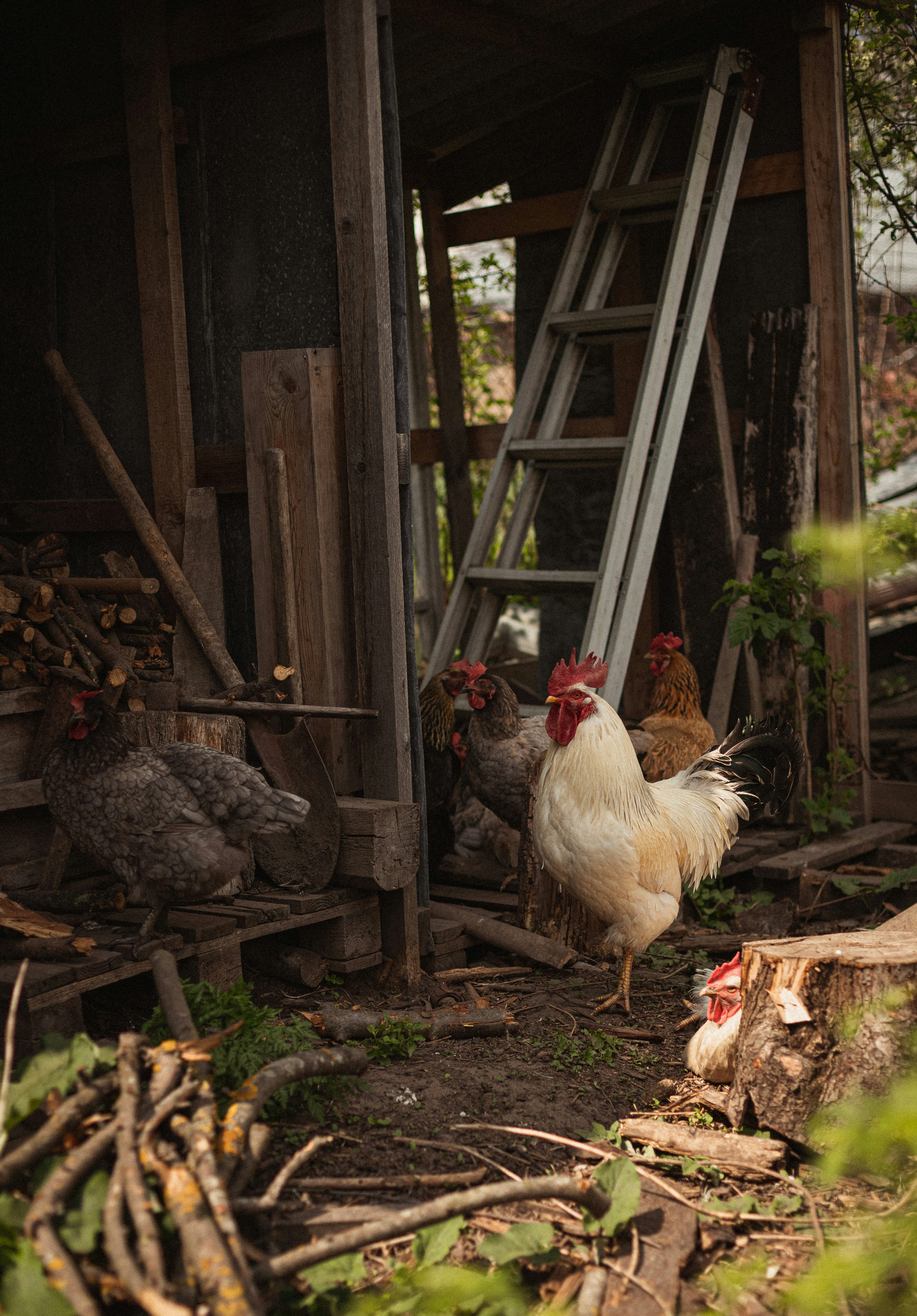 Roost among Rough Heirlooms: A Flock at Dusk