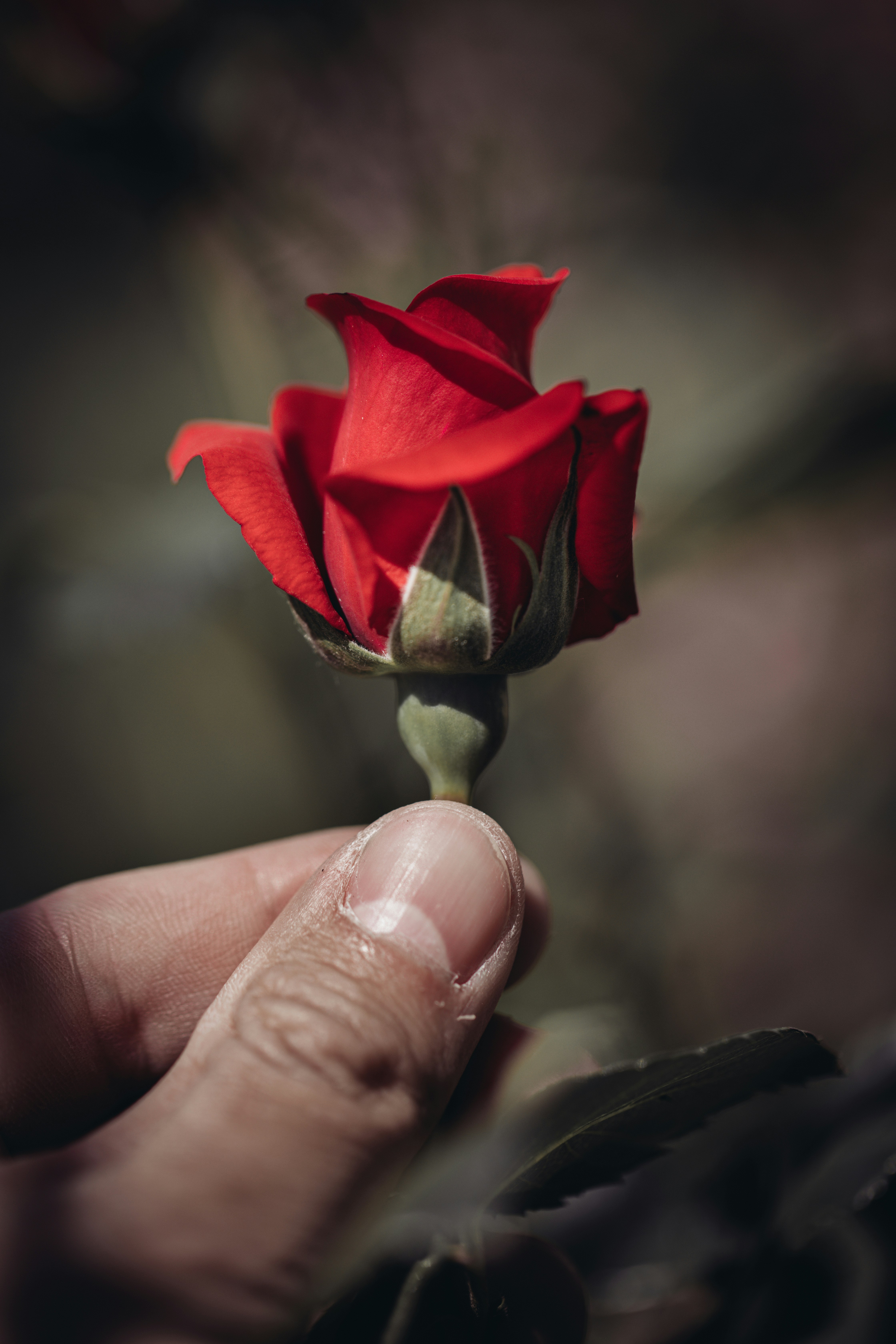 Une main tenant une rose rouge photo – Photo Fleur Gratuite sur Unsplash