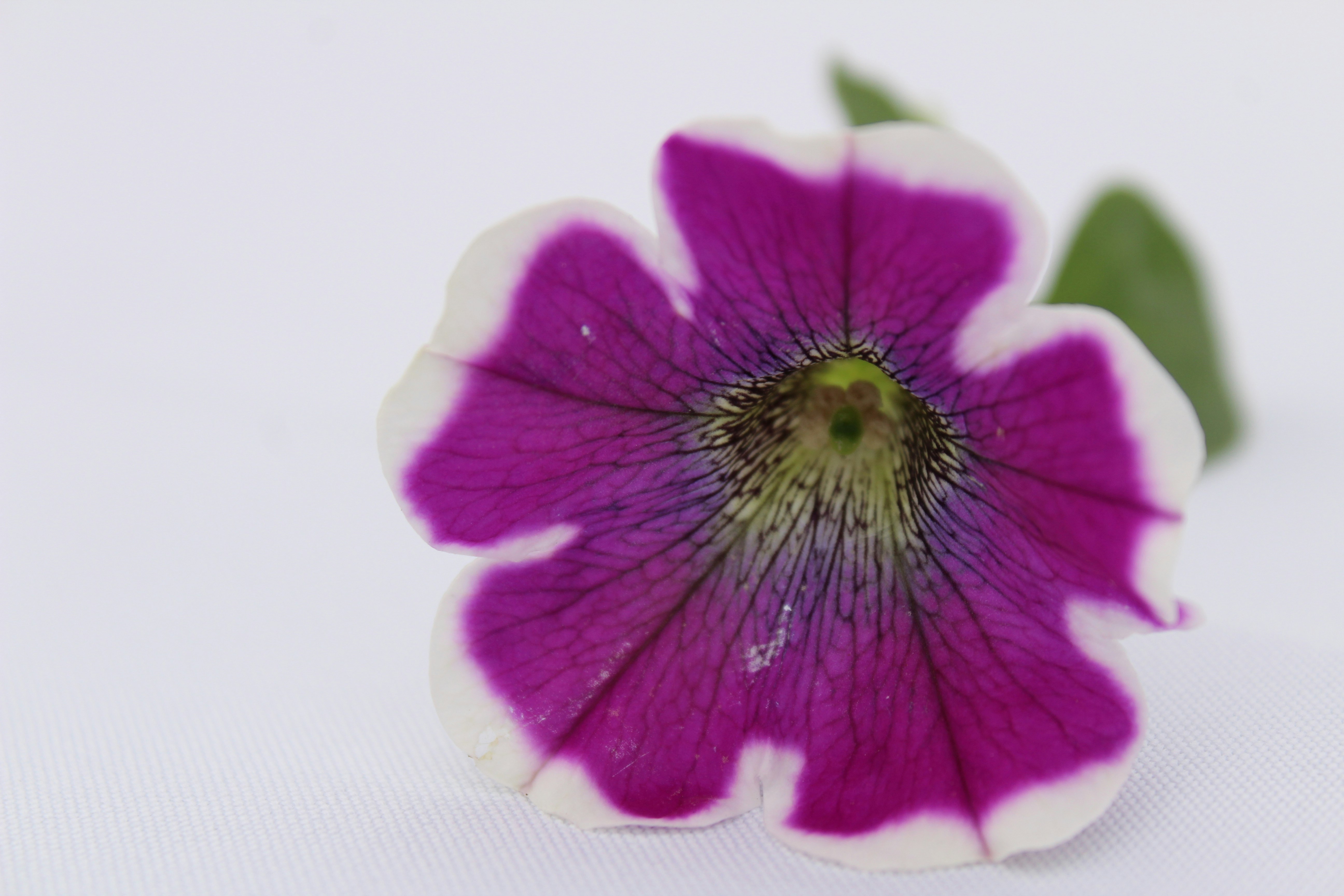 Purple petal bloom centered by delicate white margins and radiating venation