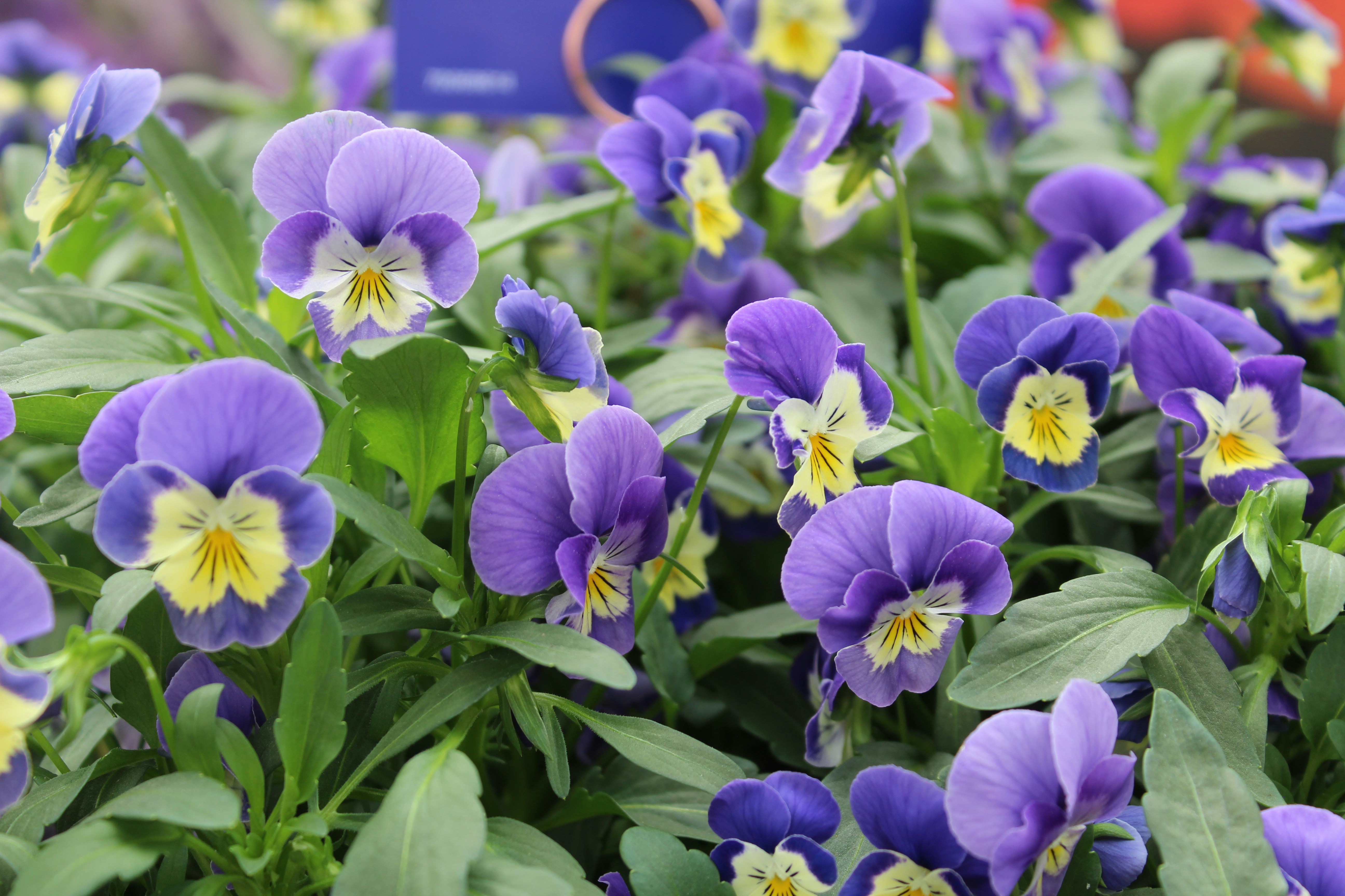 Pansy Pictures | Download Free Images on Unsplash