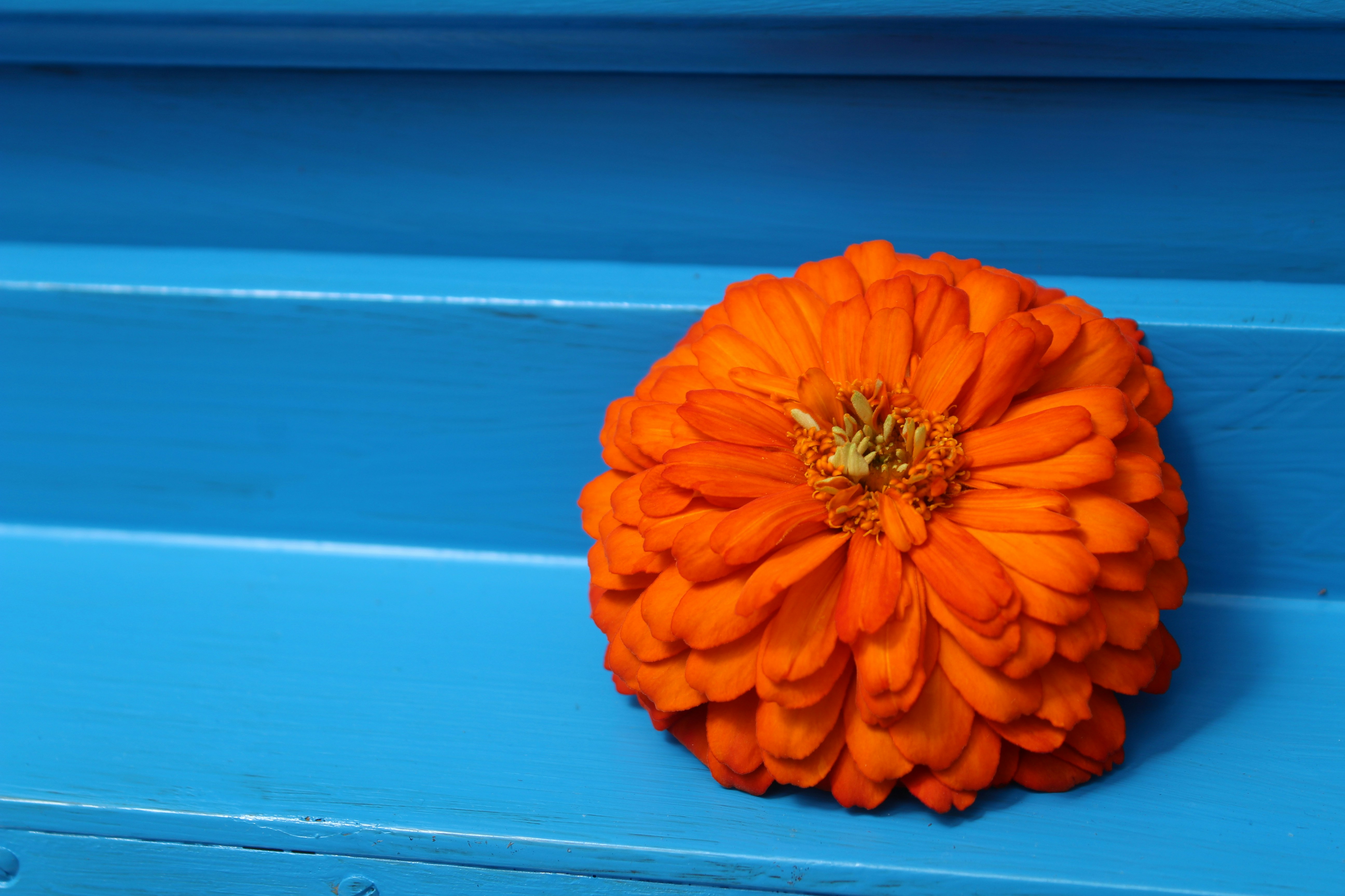 Orange zinnia on a cobalt-blue wooden backdrop